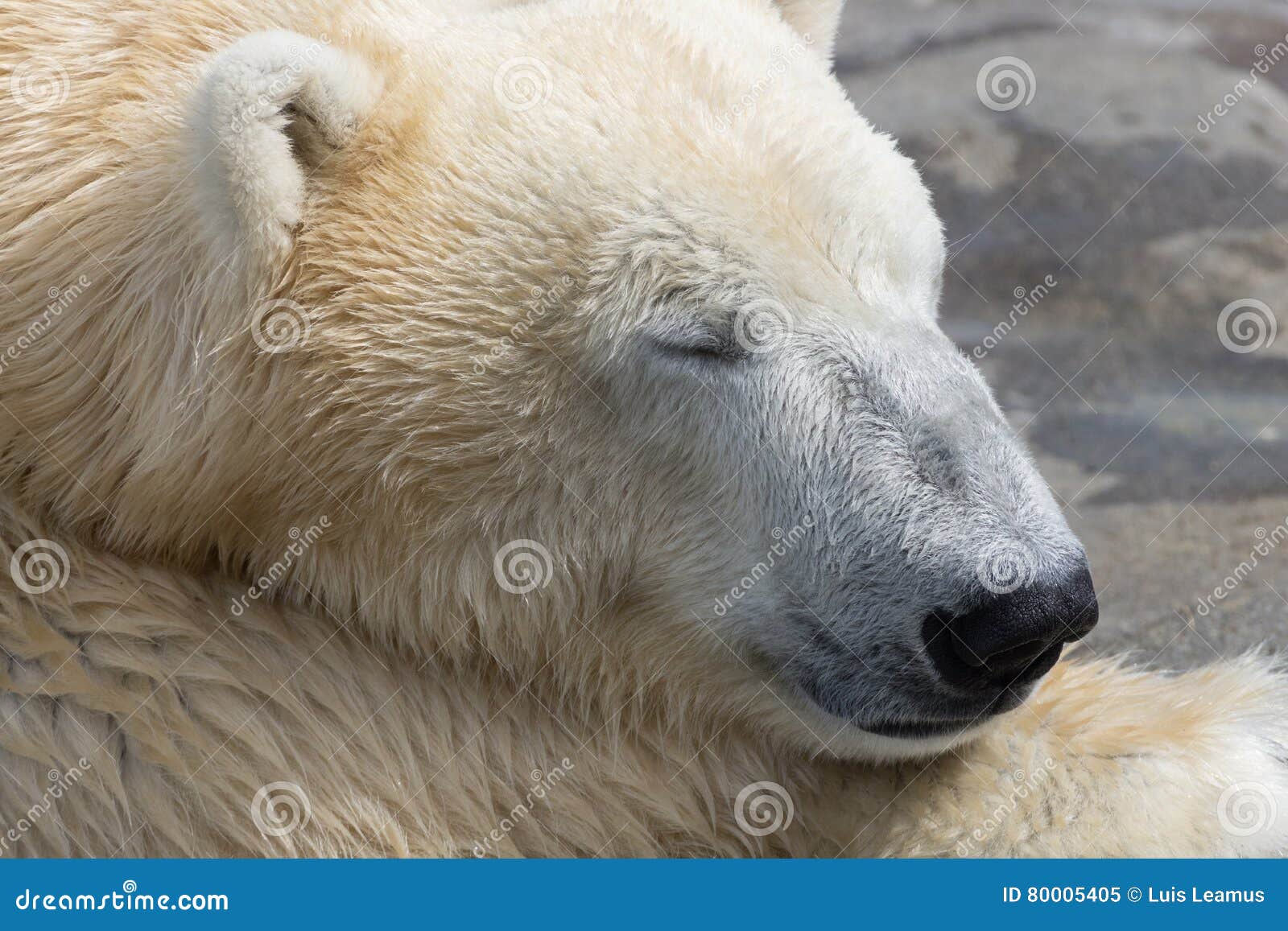 Polar bear sleeping stock image. Image of greenland, furry - 80005405