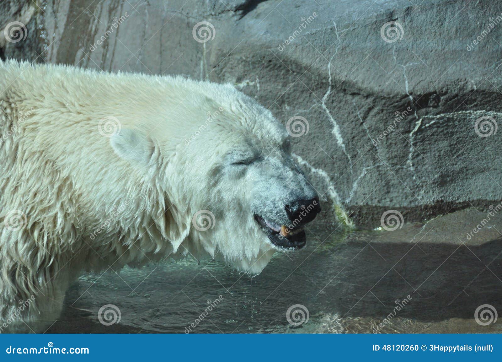 Polar bear stock photo. Image of taking, polar, omaha - 48120260