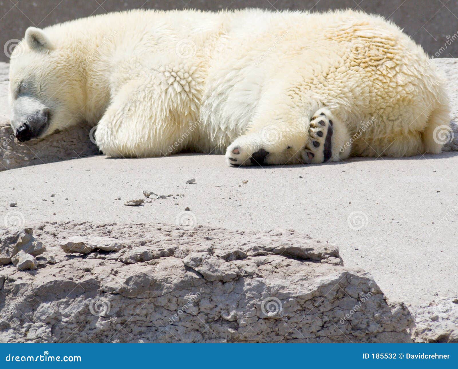Polar Bear Snoozing on Rocks Stock Photo - Image of wild, floe: 185532