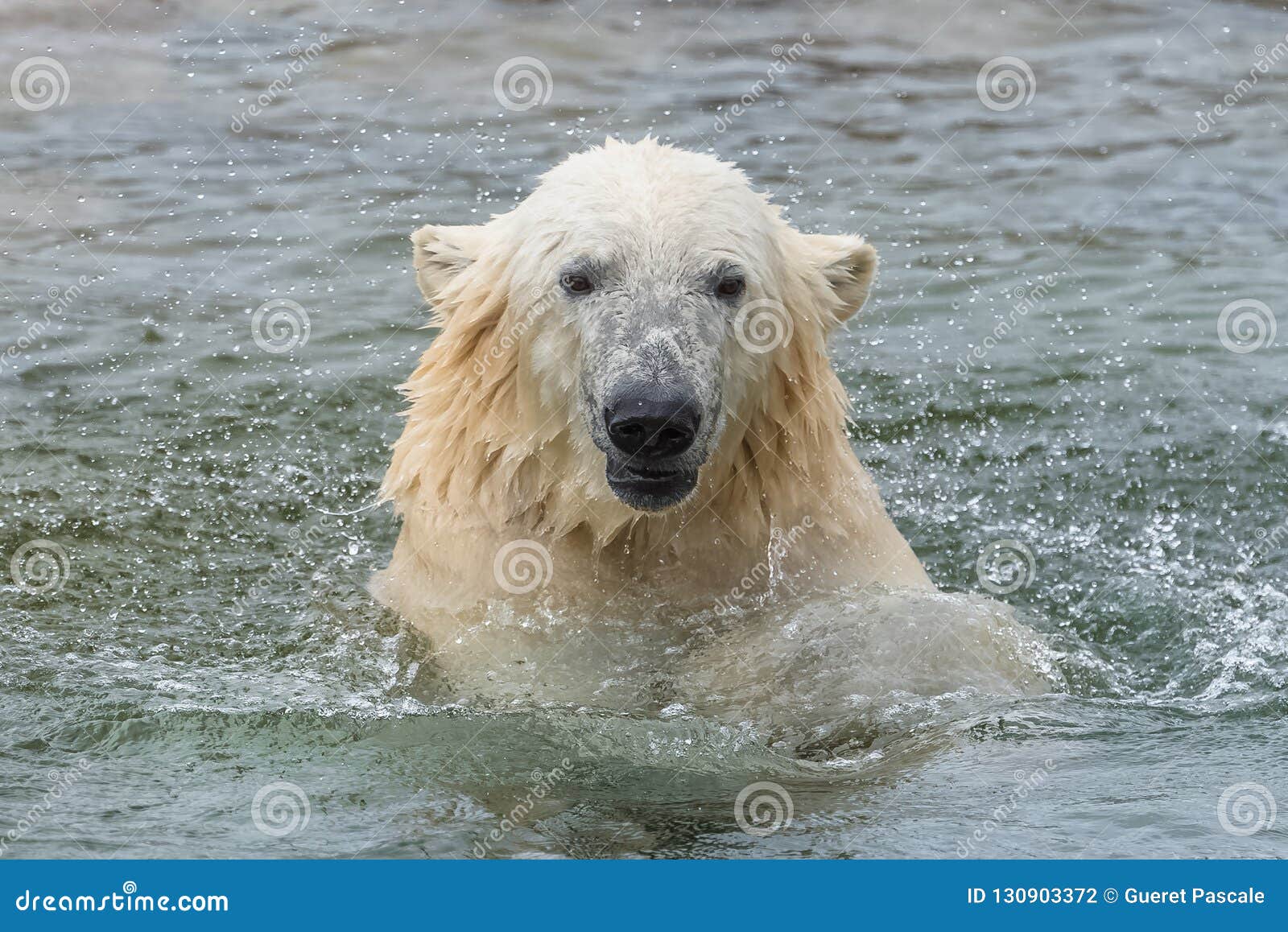 Polar bear stock photo. Image of diving, animal, habitat - 130903372