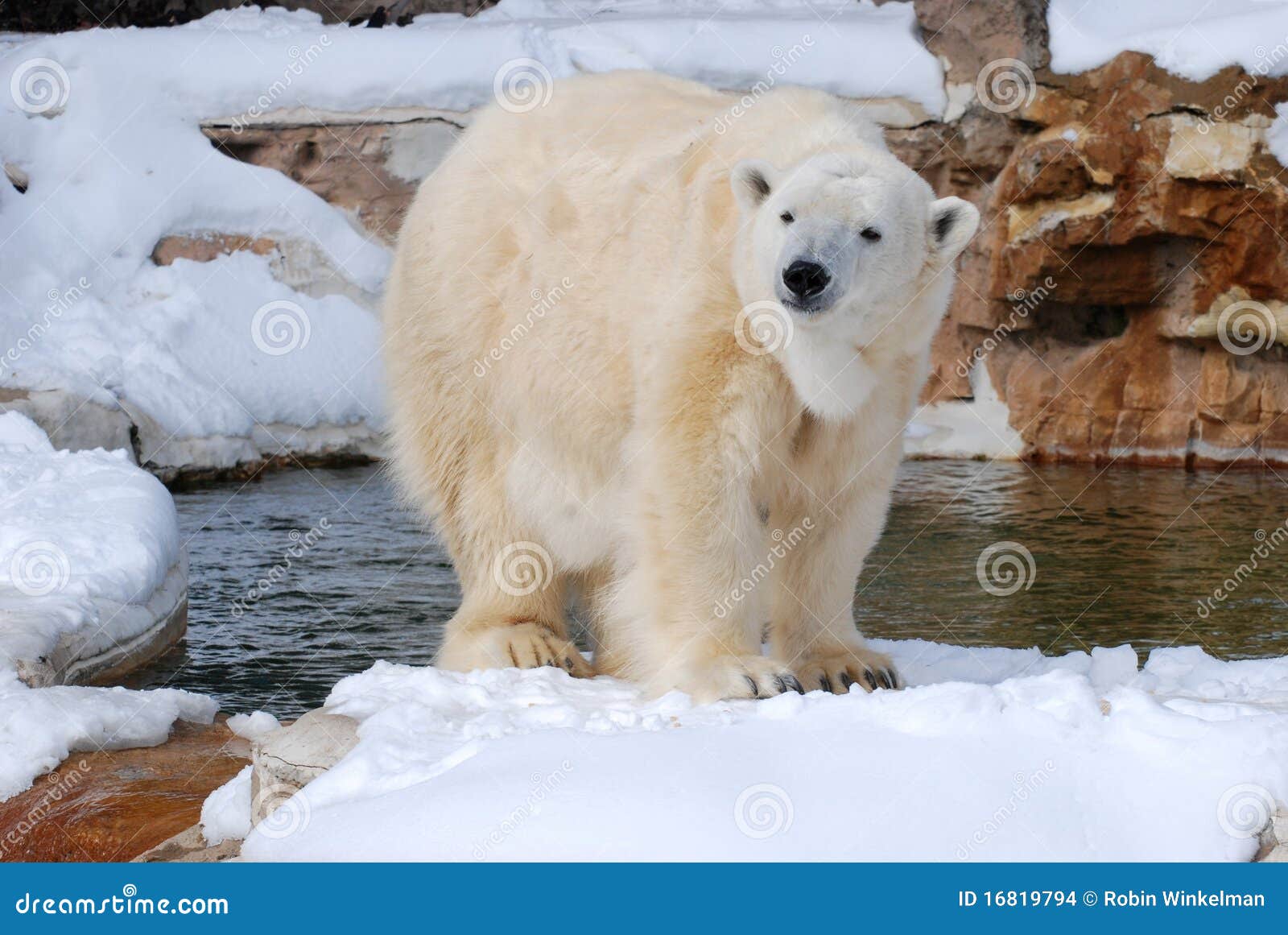 Polar bear in snow stock photo. Image of claws, snow - 16819794