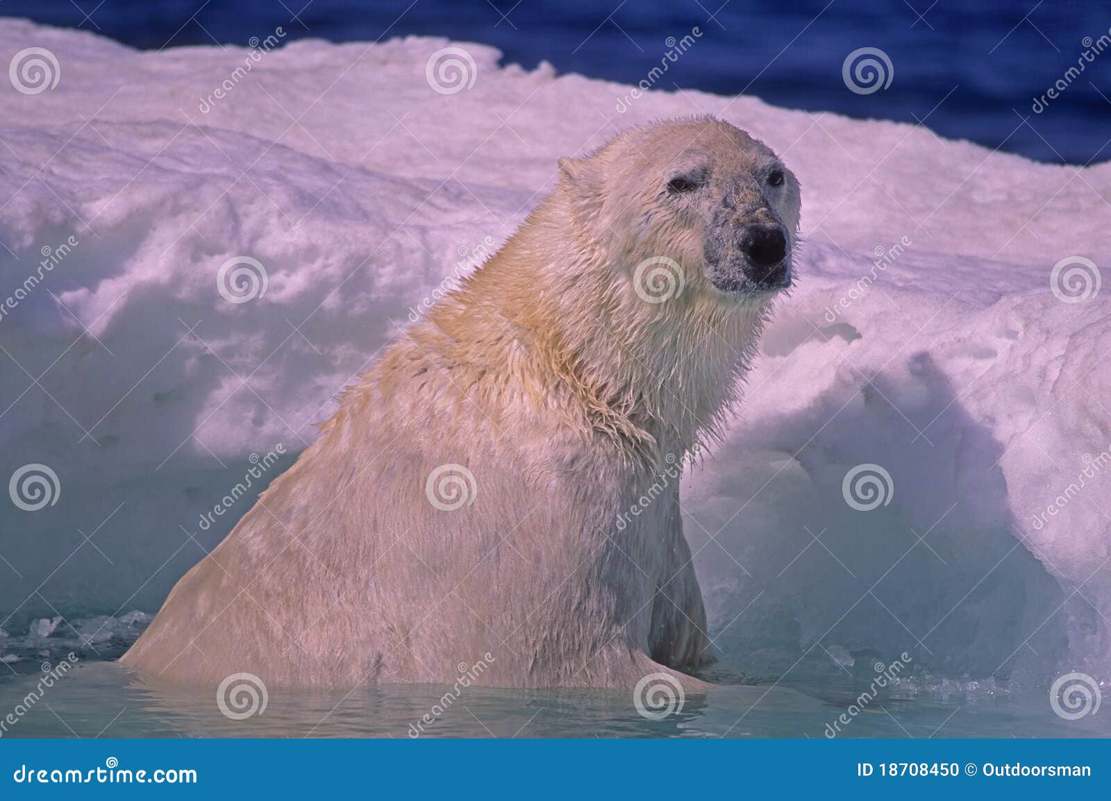 Polar Bear in Spring Ice Floe Stock Photo - Image of floe, animal: 18708450