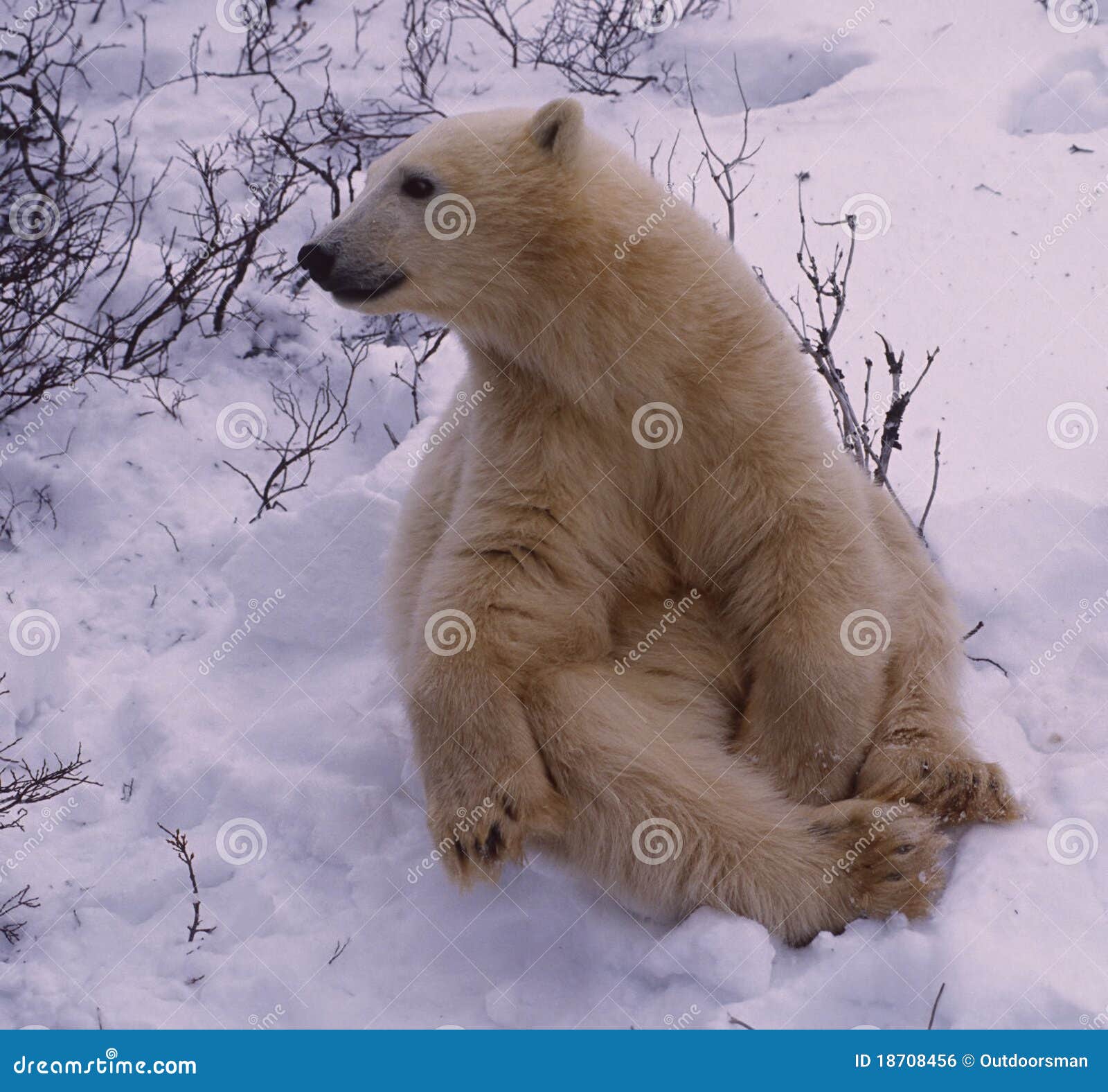 Polar Bear in Spring Ice Floe Stock Photo - Image of wilderness, canada ...
