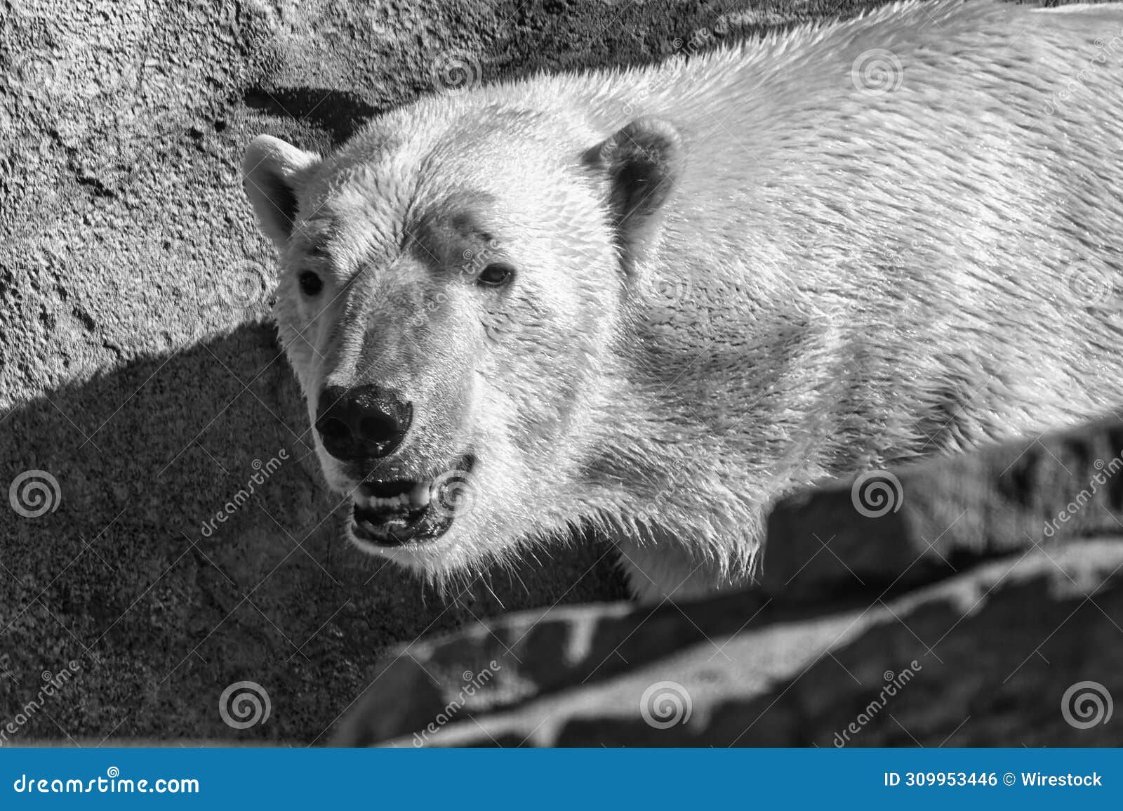 Polar Bear Standing by a Massive Rock Wall. Stock Photo - Image of ...