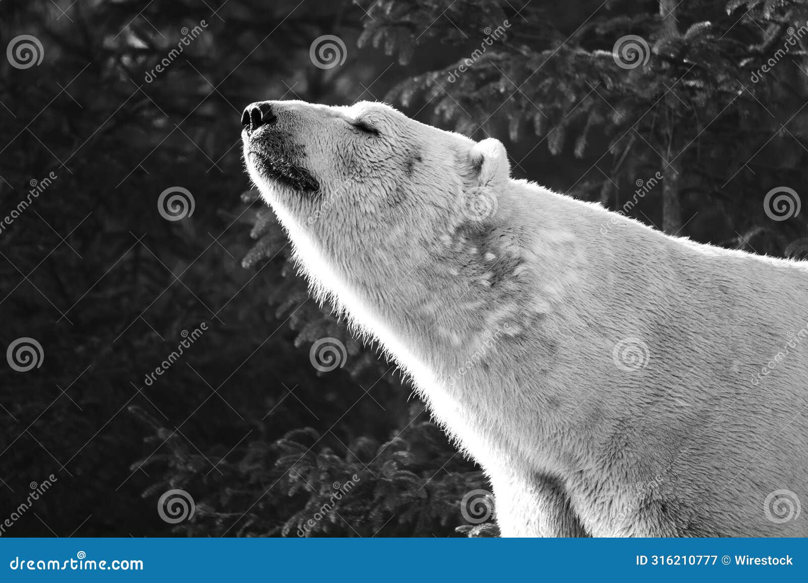 Polar Bear Standing by Trees and Bushes. Stock Image - Image of roam ...