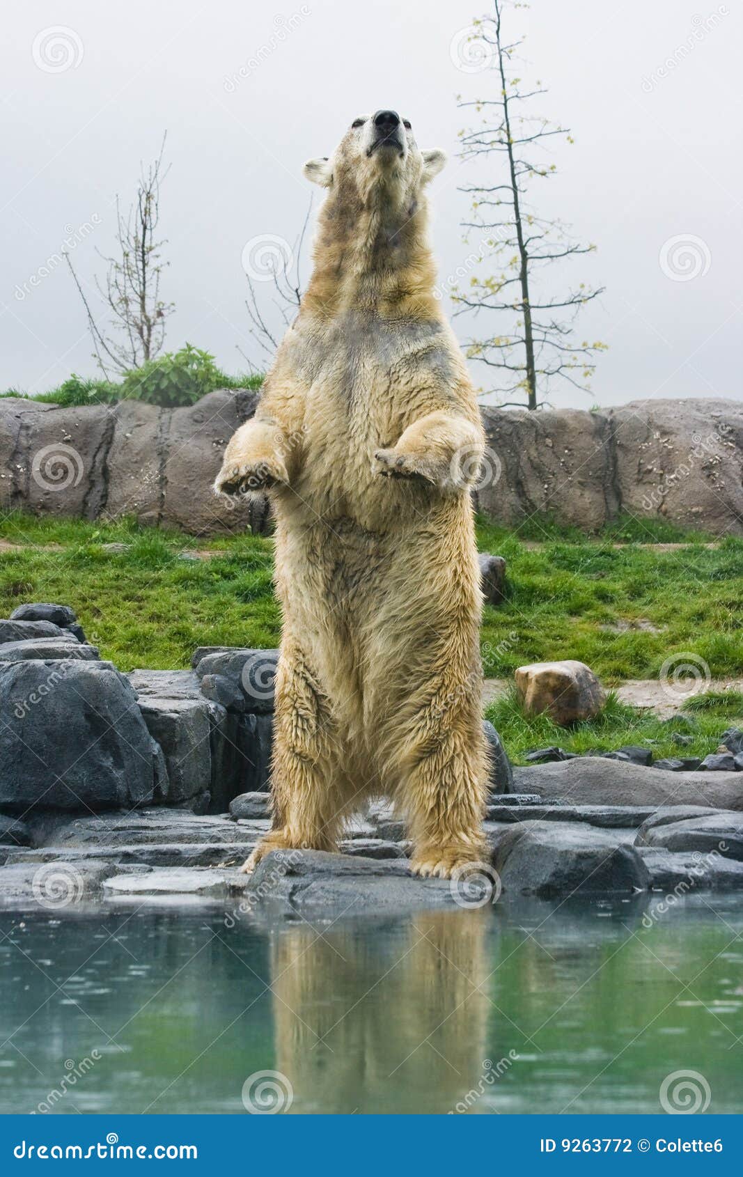 Polar Bear Standing Upright Stock Photo - Image of arctical, cold: 9263772