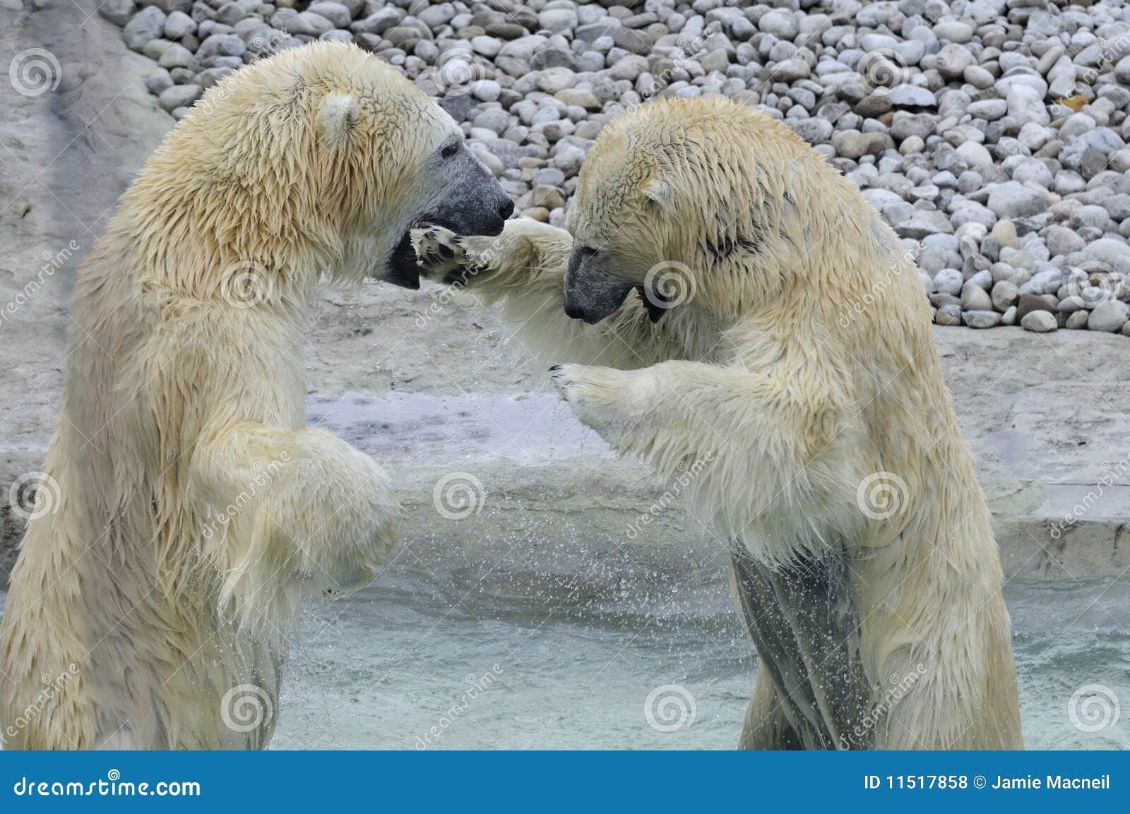 Polar Bear Standoff stock photo. Image of fighting, animals - 11517858