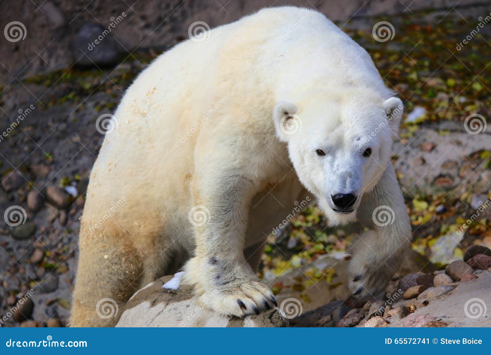 Polar Bear Staring at Camera Stock Image - Image of cute, america: 65572741