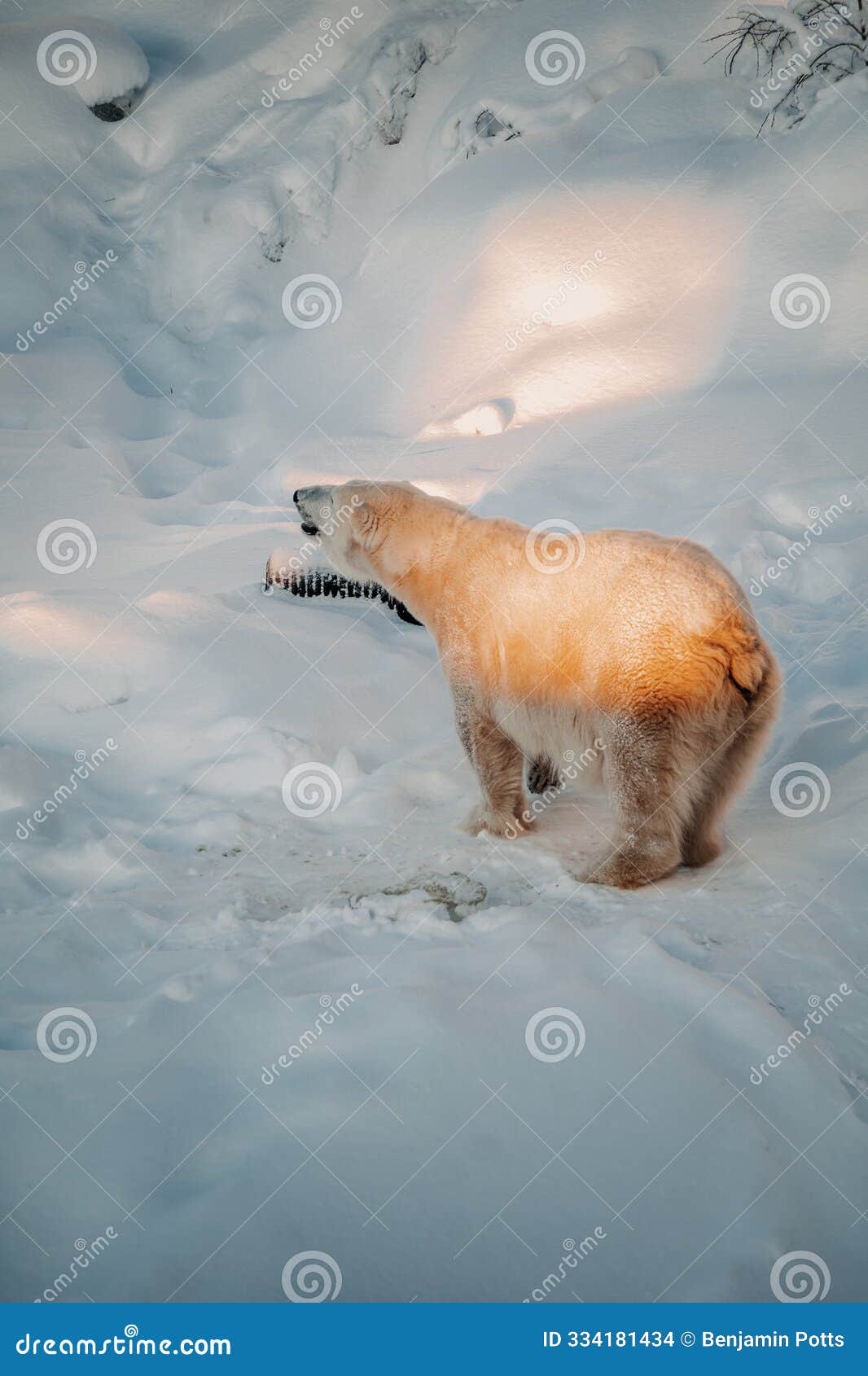 Polar Bear Stretching Neck Out in Ranua, Lapland Stock Photo - Image of ...