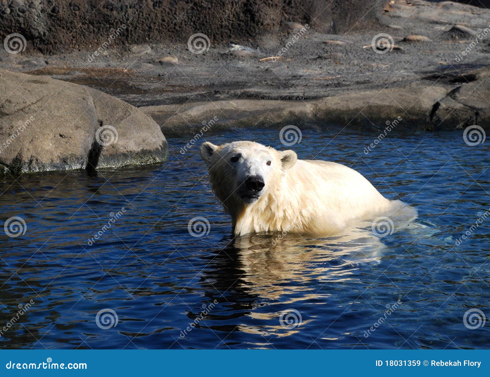 Polar Bear Sun bathing stock image. Image of furry, environment - 18031359