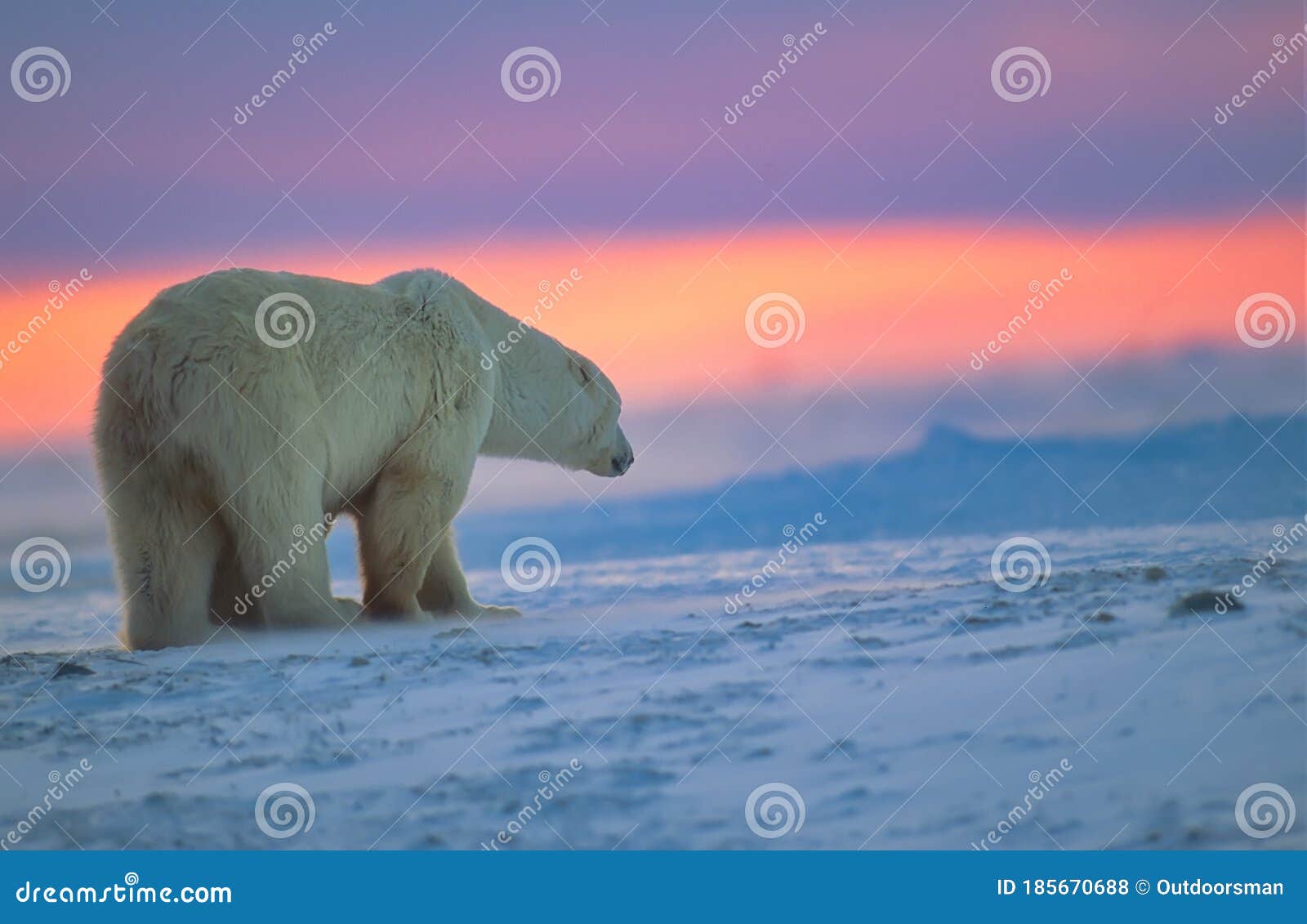 Polar Bear at Sunset in Canadian Arctic Stock Photo - Image of polar ...