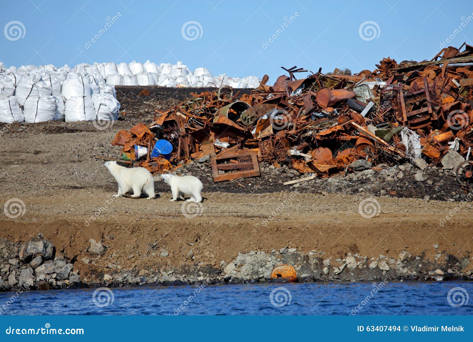Polar Bear Survival in Arctic Stock Photo - Image of corporation ...