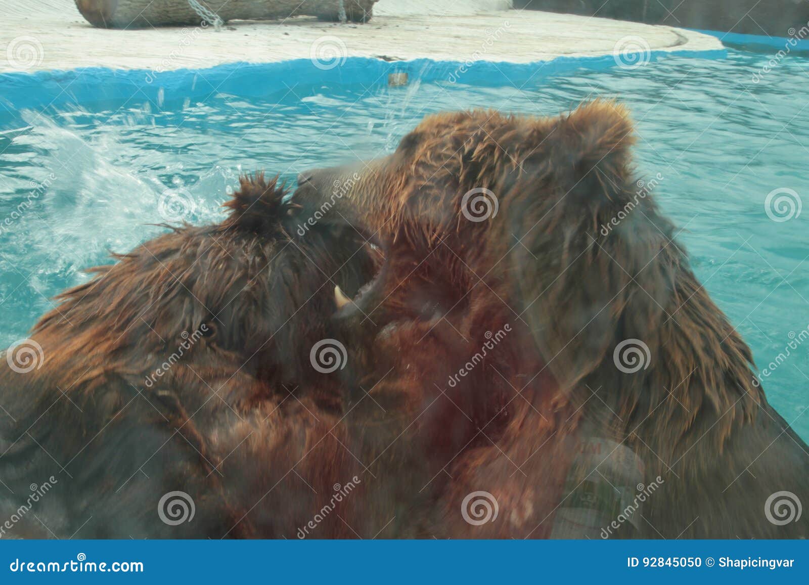 Polar Bear is Swimming in the Interior of the Prague Zoo. Stock Photo ...