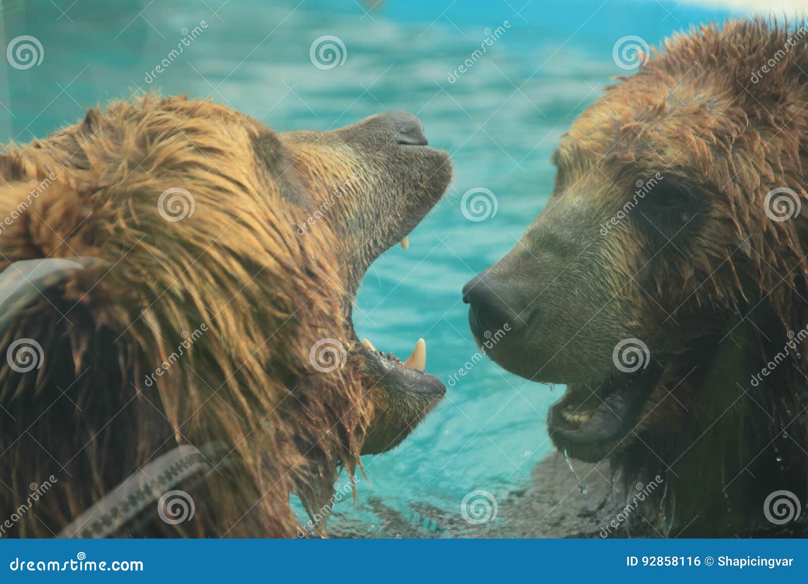 Polar Bear is Swimming in the Interior of the Prague Zoo. Stock Photo ...