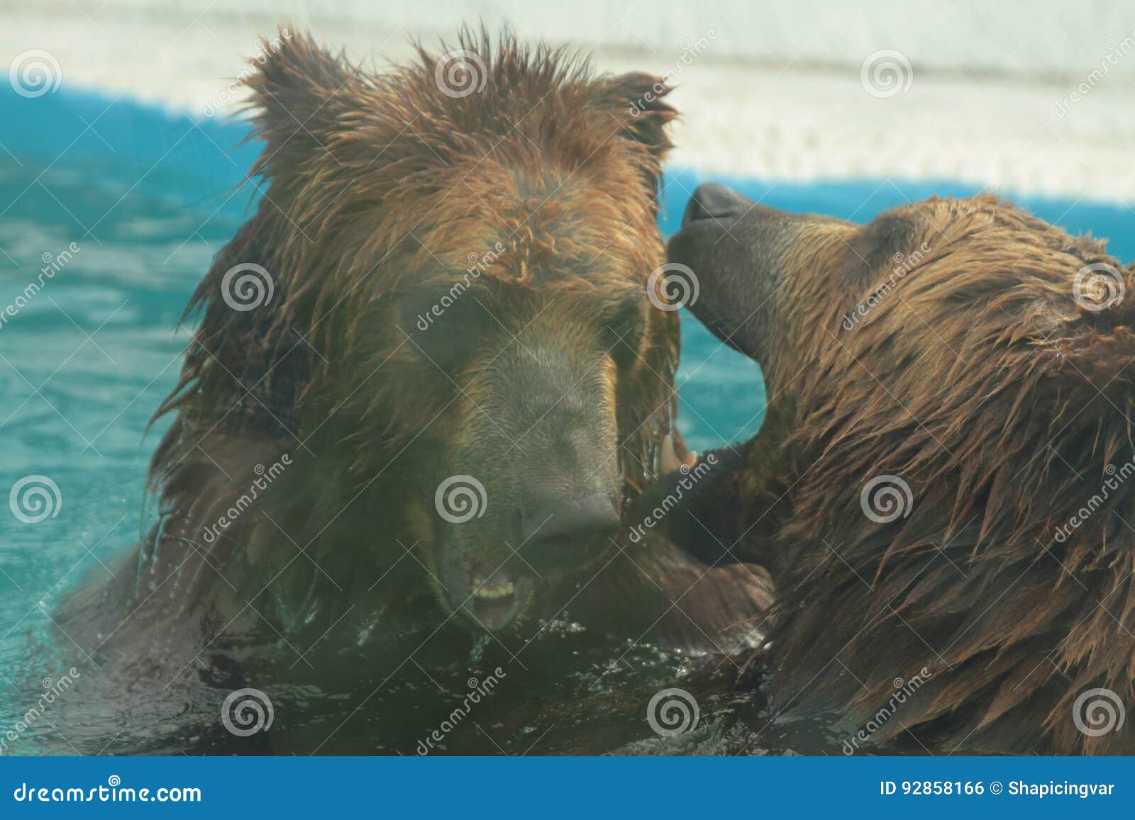Polar Bear is Swimming in the Interior of the Prague Zoo. Stock Photo ...