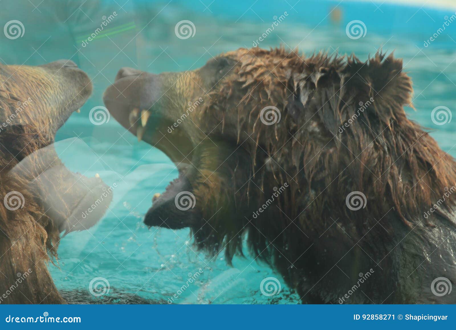 Polar Bear is Swimming in the Interior of the Prague Zoo. Stock Image ...