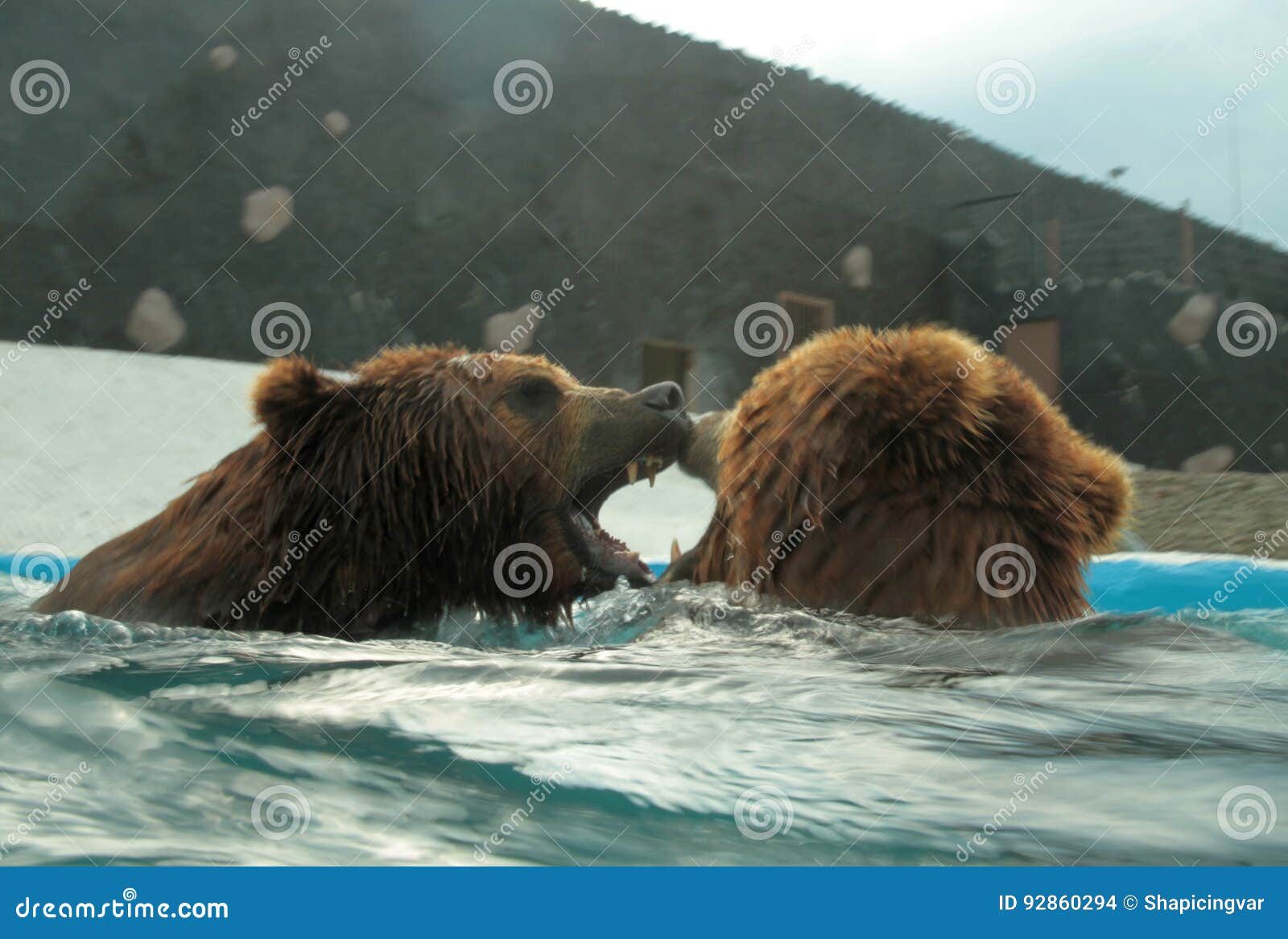 Polar Bear is Swimming in the Interior of the Prague Zoo. Stock Photo ...