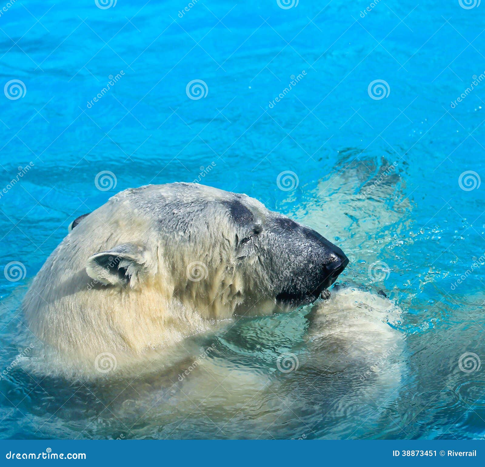 Polar bear stock image. Image of extinction, animal, blue - 38873451