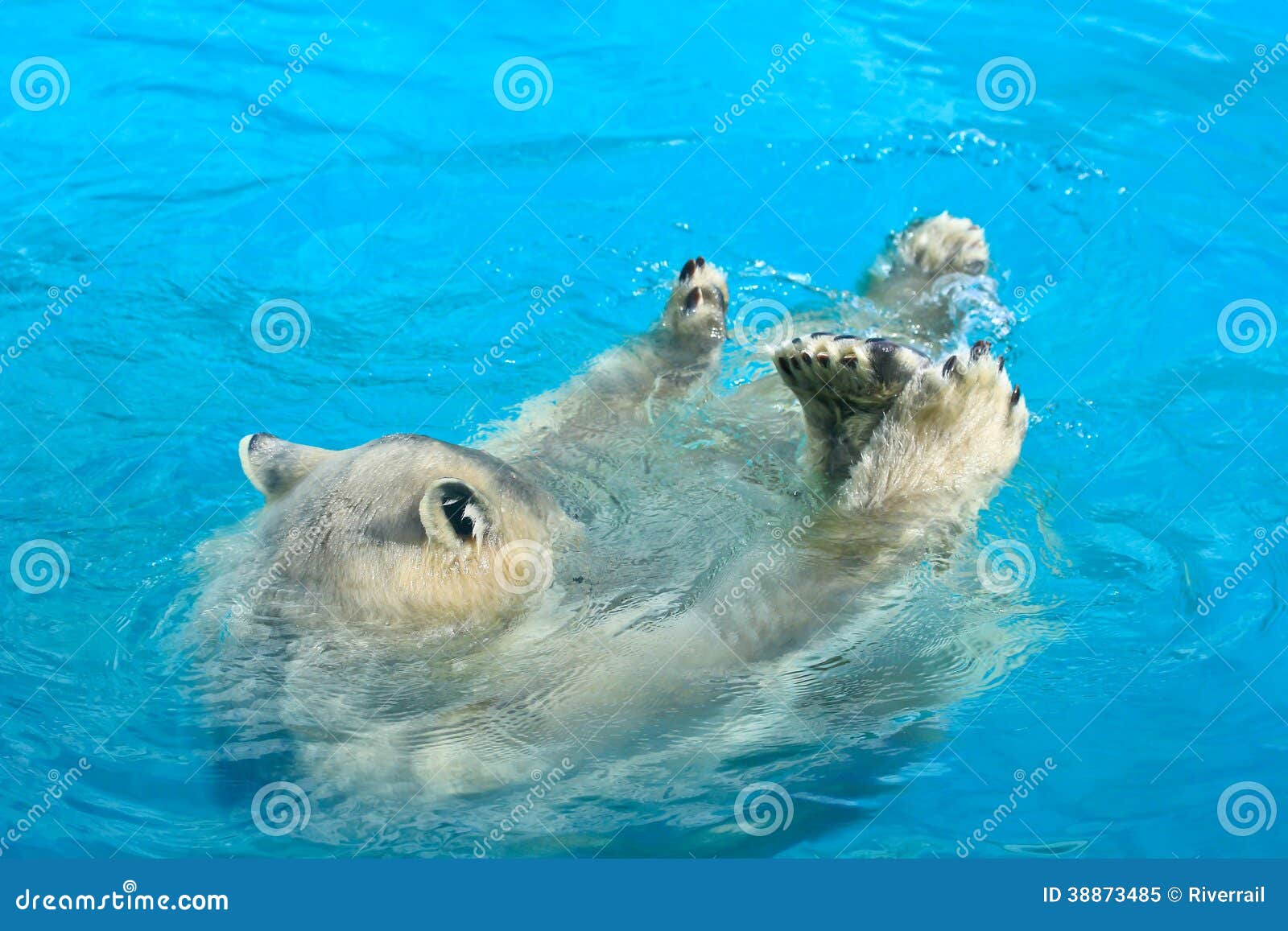 Polar bear stock image. Image of climate, floe, arctic - 38873485