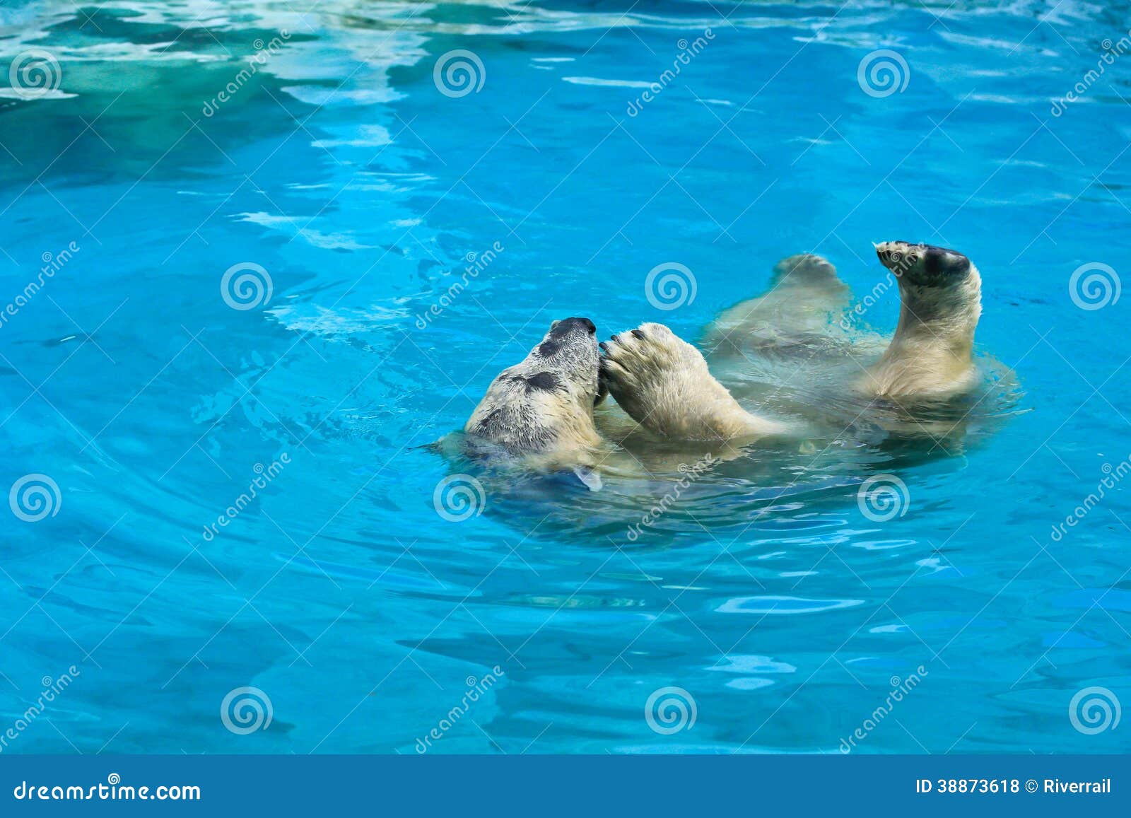Polar bear stock photo. Image of light, captive, floe - 38873618