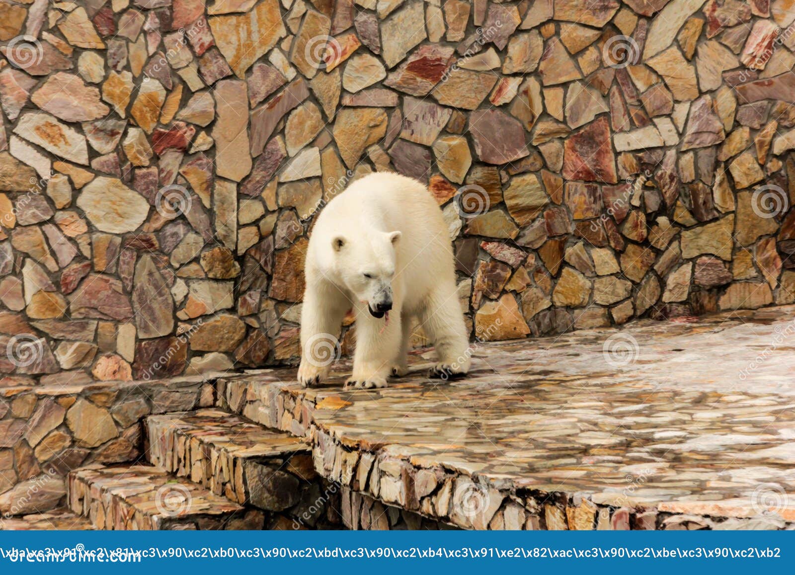 A Polar Bear Swims a Crawl on His Back in the Pool, the Bear Does ...