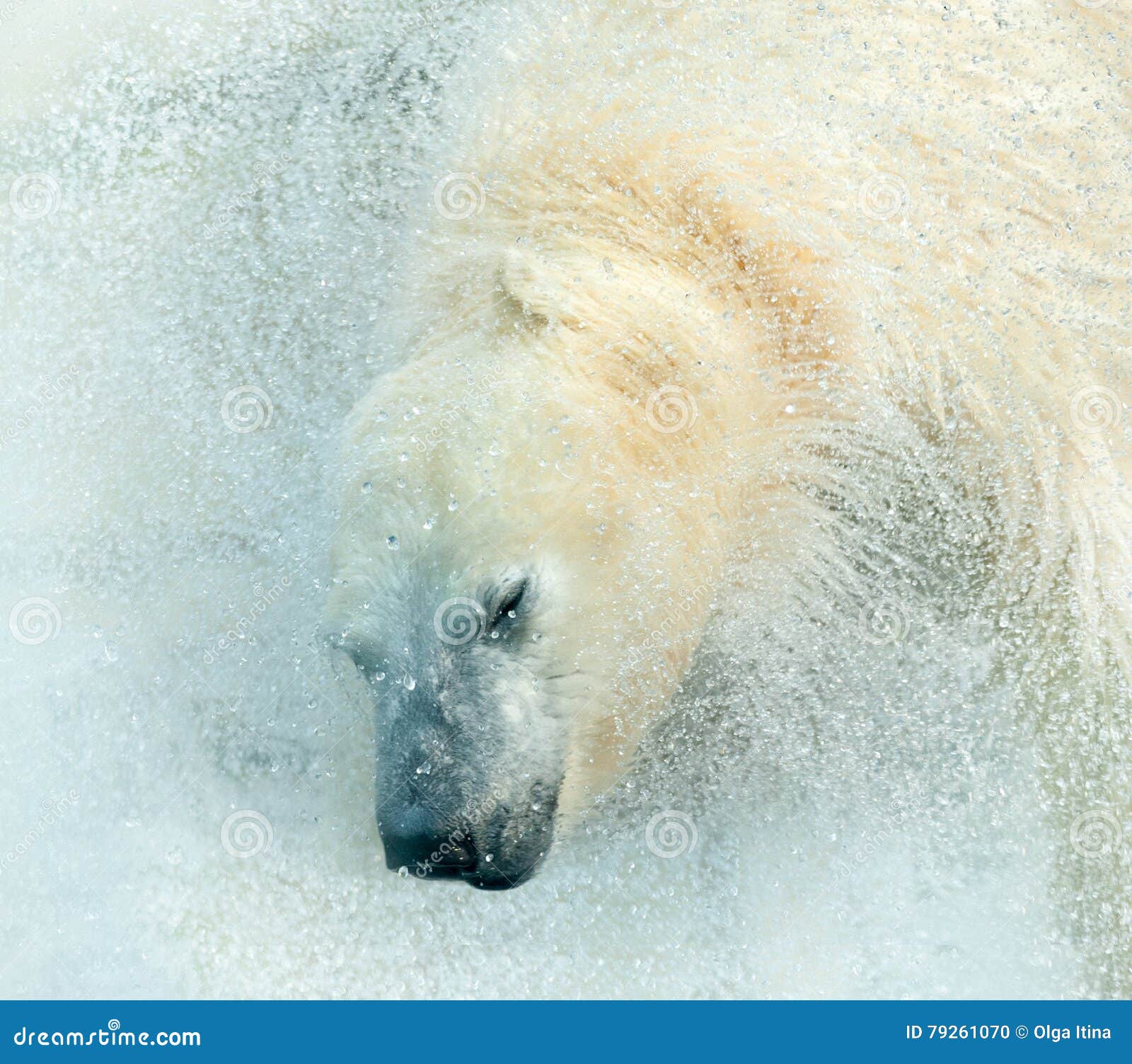 Polar bear takes a bath stock photo. Image of bear, animal - 79261070