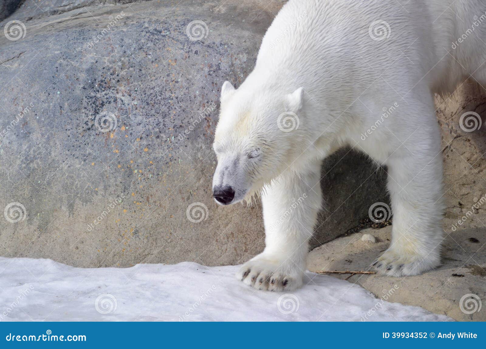 Polar Bear from the Toronto Zoo Stock Photo - Image of polar, white ...