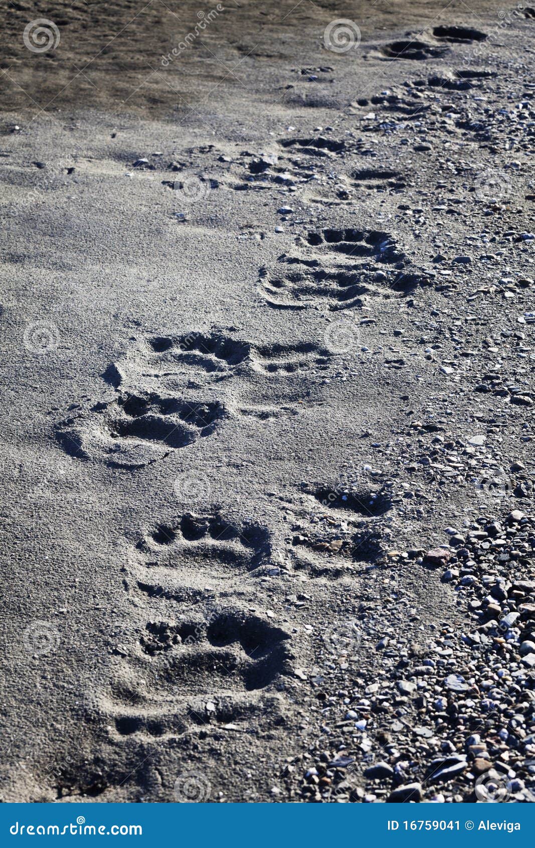 Polar bear tracks stock image. Image of print, single - 16759041