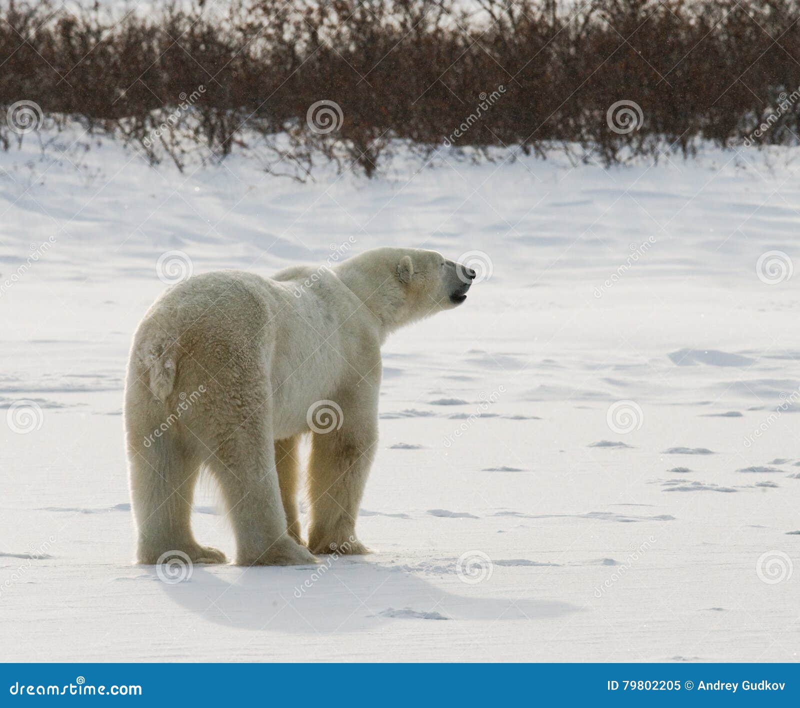 A Polar Bear on the Tundra. Snow. Canada Stock Image - Image of extreme ...
