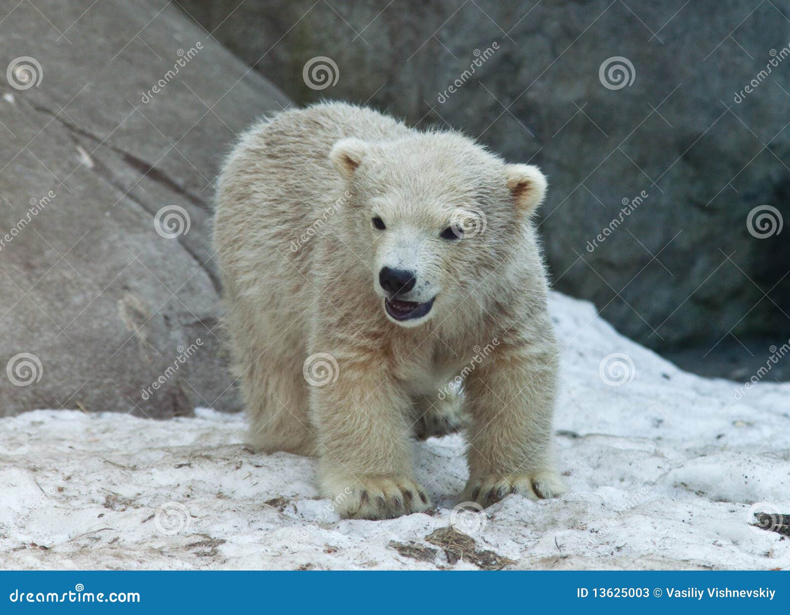 Polar Bear, Ursus Maritimus Stock Image - Image of laughable, pretty ...