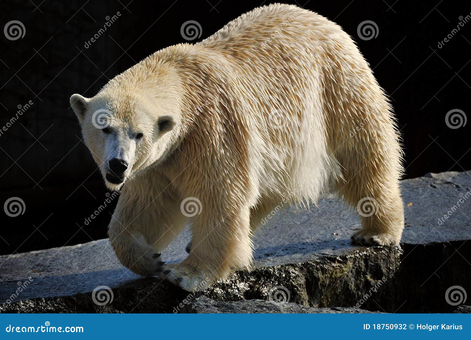Polar Bear (Ursus Maritimus) Stock Photo - Image of snout, white: 18750932