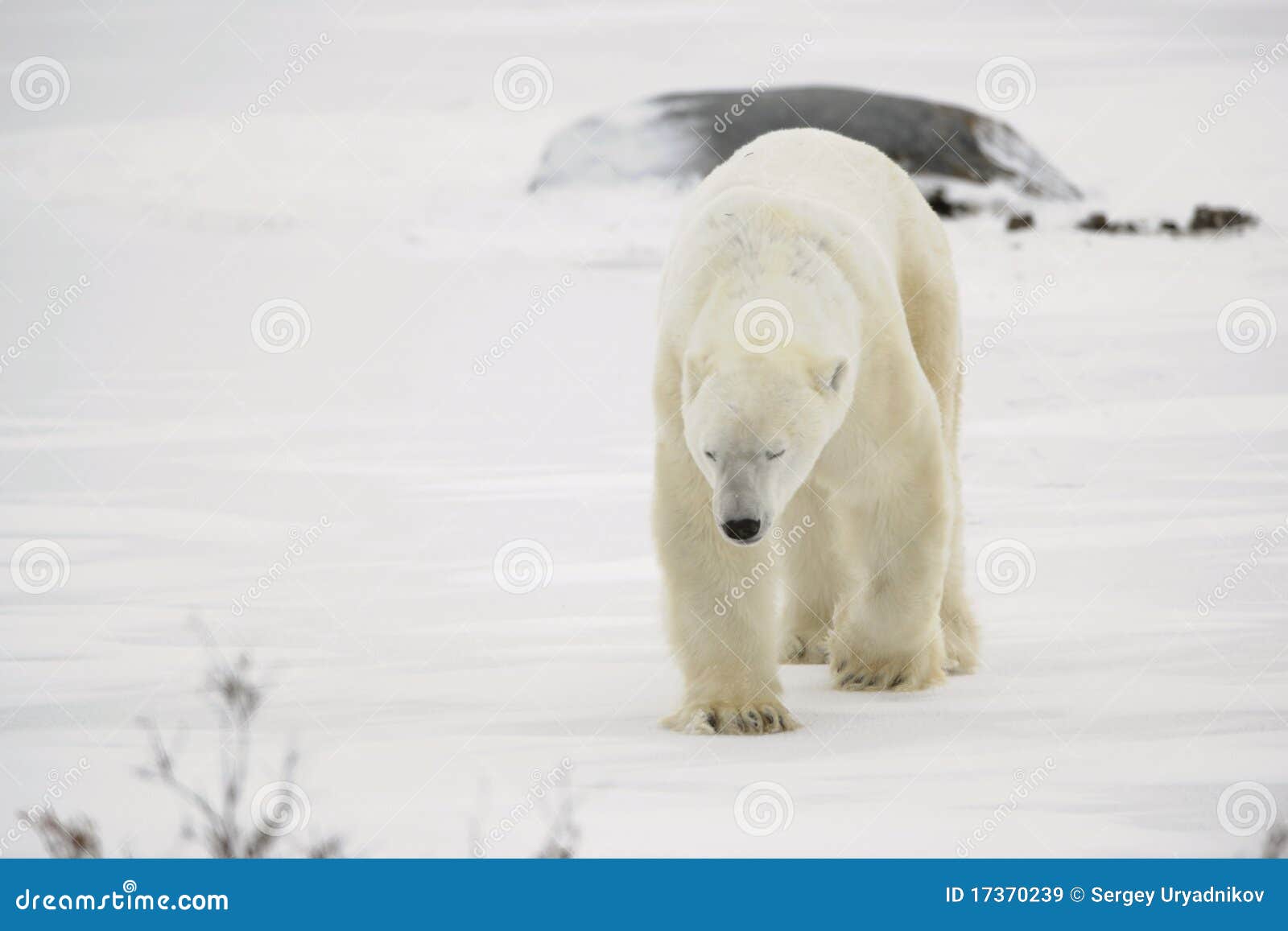 Polar bear walk. stock image. Image of nature, arctos - 17370239