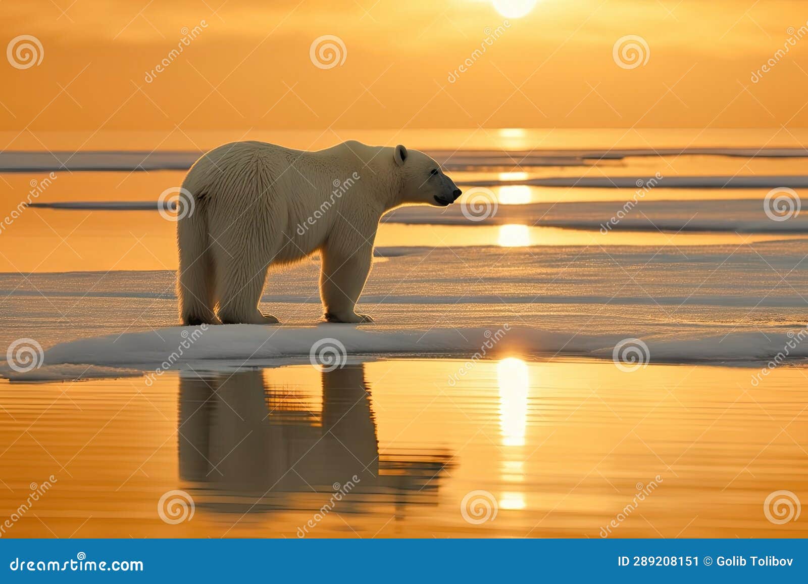 A Polar Bear Walking on the Ice at Sunset Stock Image - Image of ...
