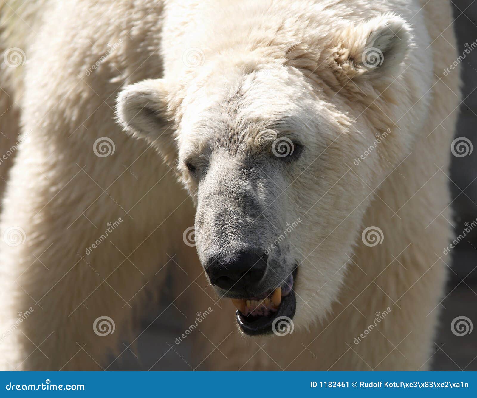 Polar bear white stock image. Image of mammal, arctic - 1182461