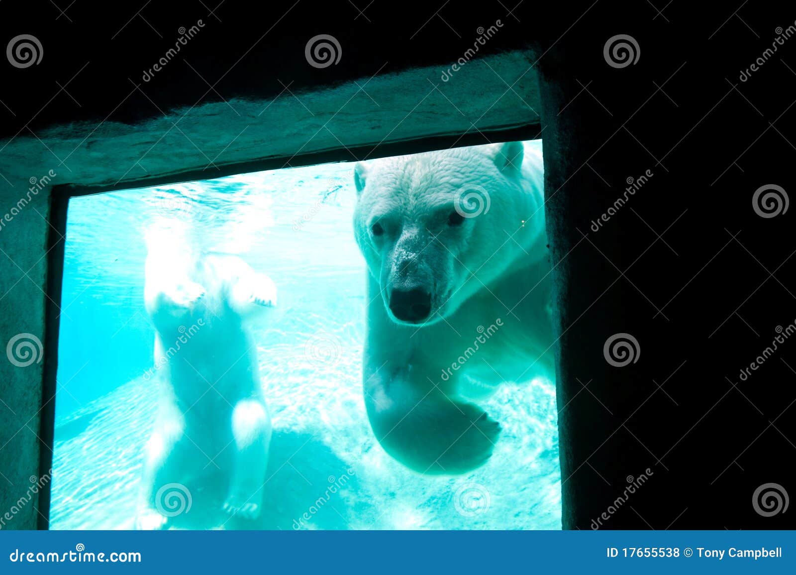 Polar Bear through a Window Stock Photo - Image of watching, bear: 17655538