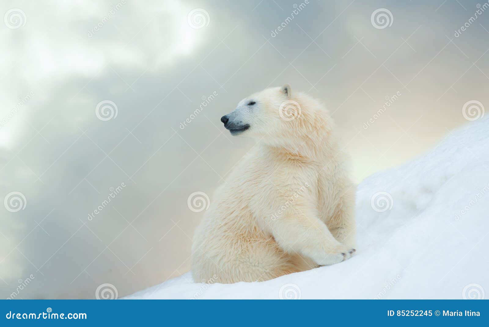 Polar bear in winter stock image. Image of snow, snowdrift - 85252245
