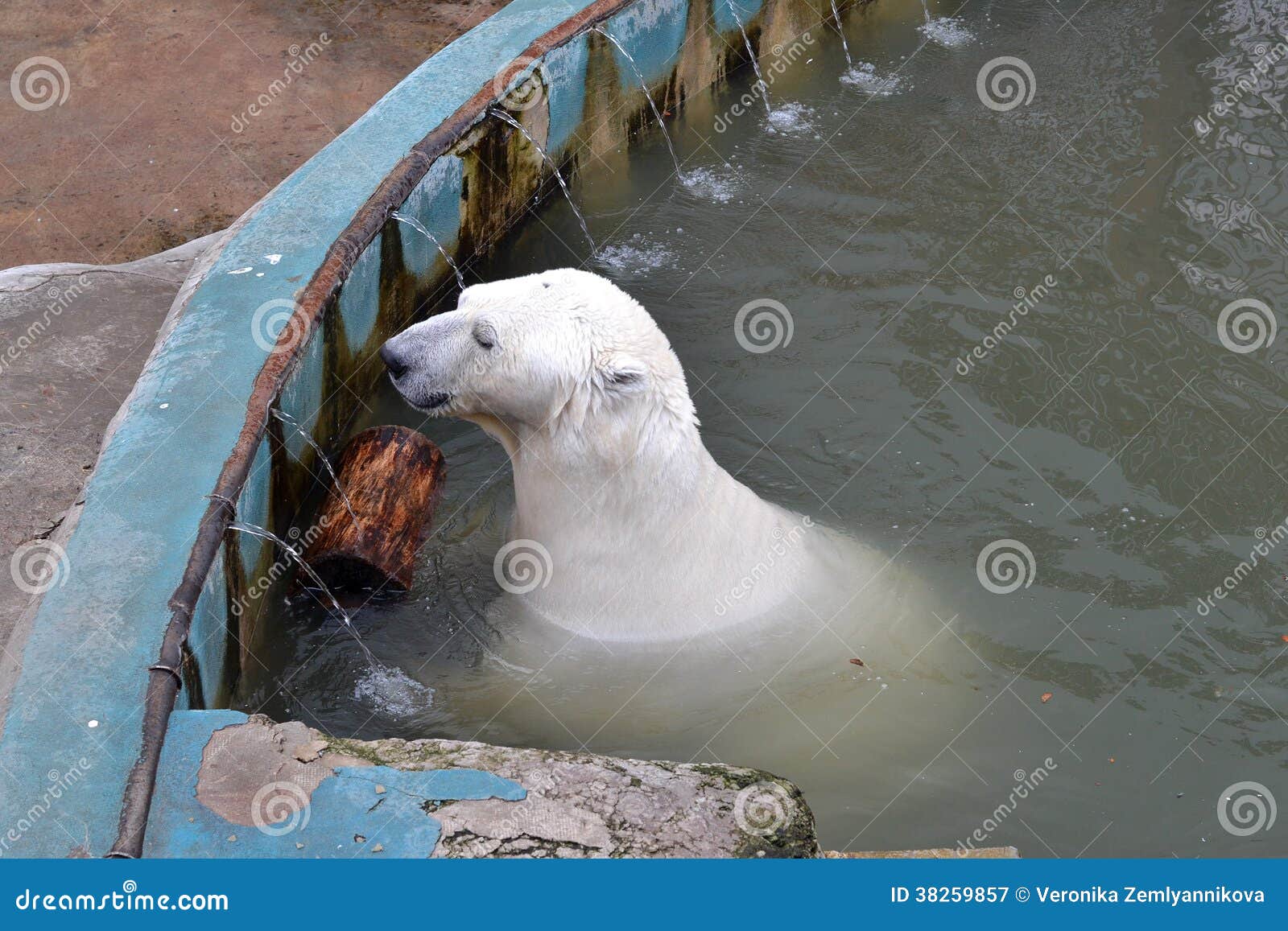 Polar Bear in a Zoo at the Pool. Stock Image - Image of mammals, bear ...