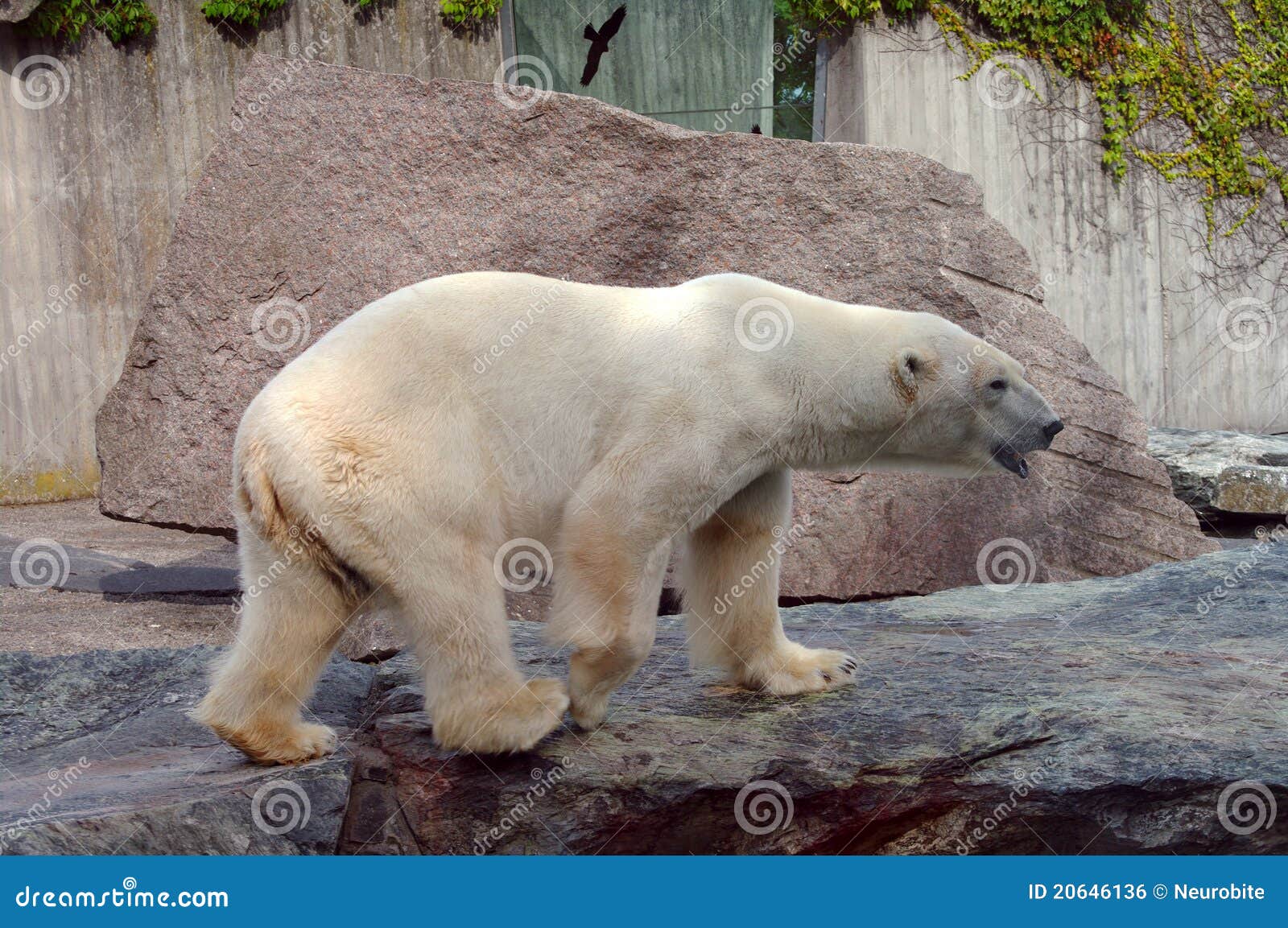 Polar Bear in the Zoo S Pavilion Stock Photo - Image of animals, eyes ...