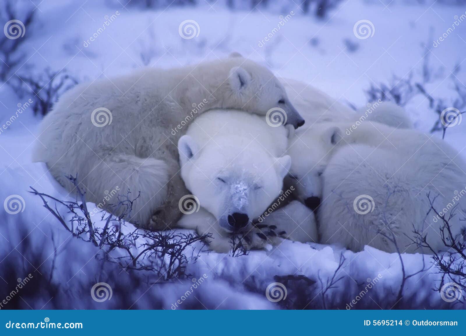 269 Animals Huddled Together Stock Photos - Free & Royalty-Free Stock ...