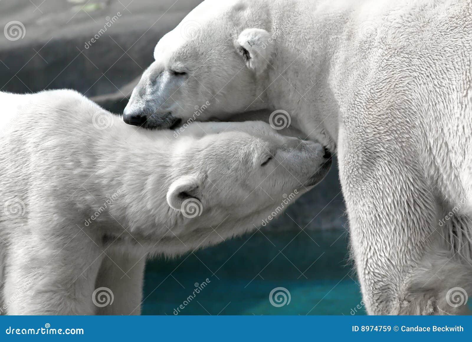 Polar Bear Affection stock image. Image of friendliness - 8974759