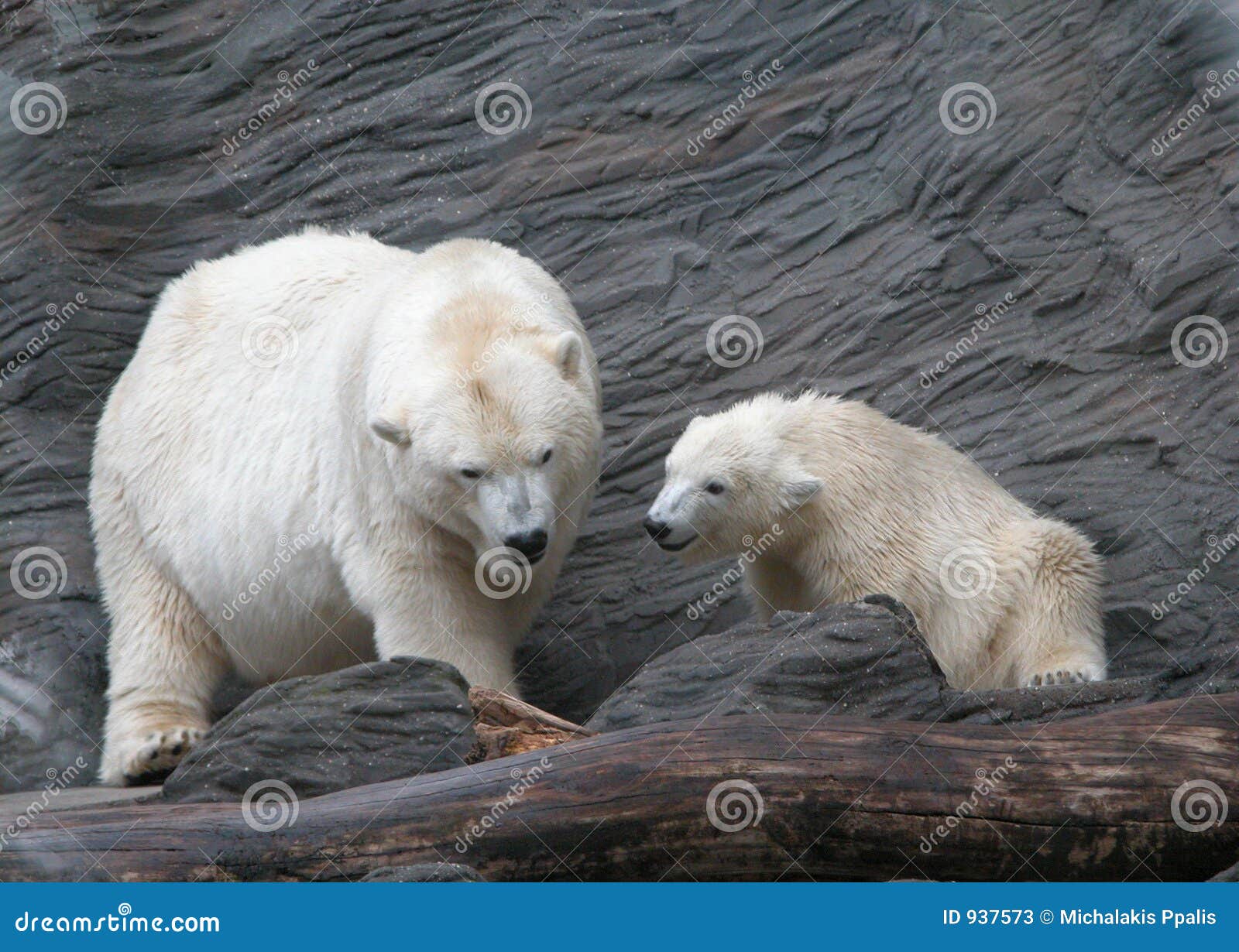 White Polar bears stock image. Image of water, mother, motherhood - 937573
