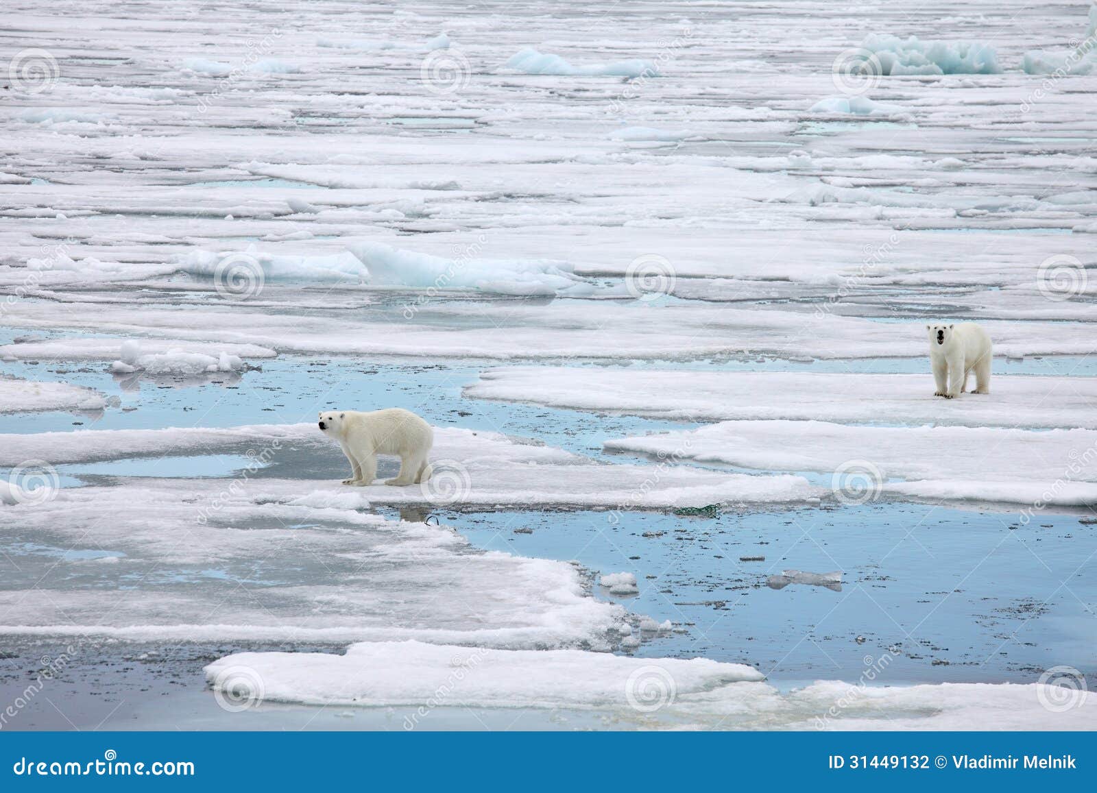 Polar bears stock photo. Image of carnivore, nature, franz - 31449132