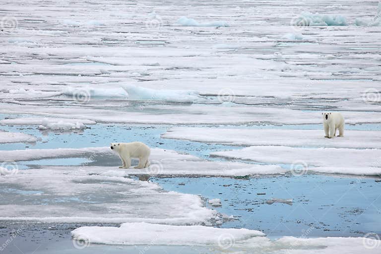 Polar bears stock photo. Image of carnivore, nature, franz - 31449132