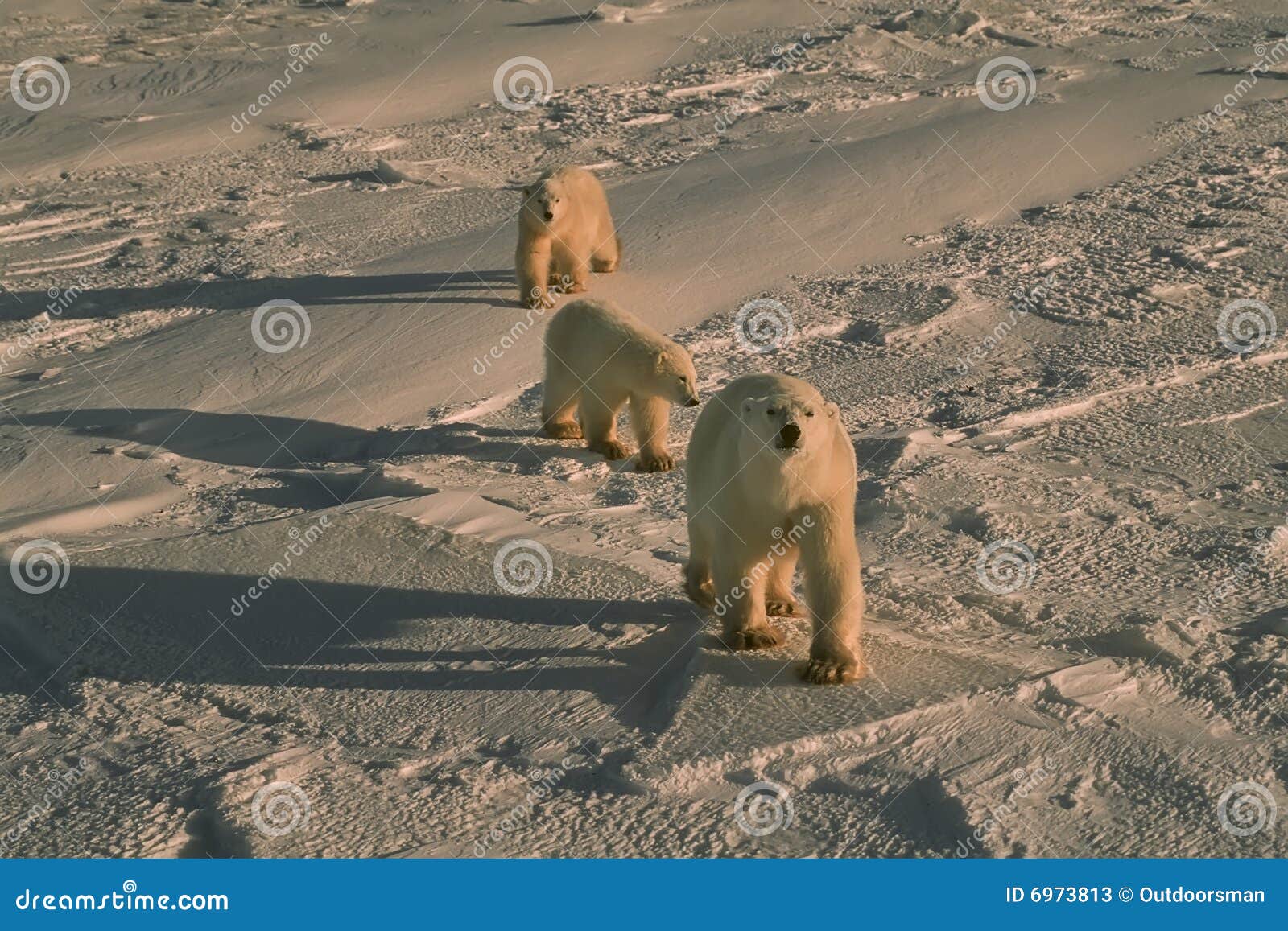 Polar Bears in Cold Blue Arctic Light Stock Image - Image of protection ...