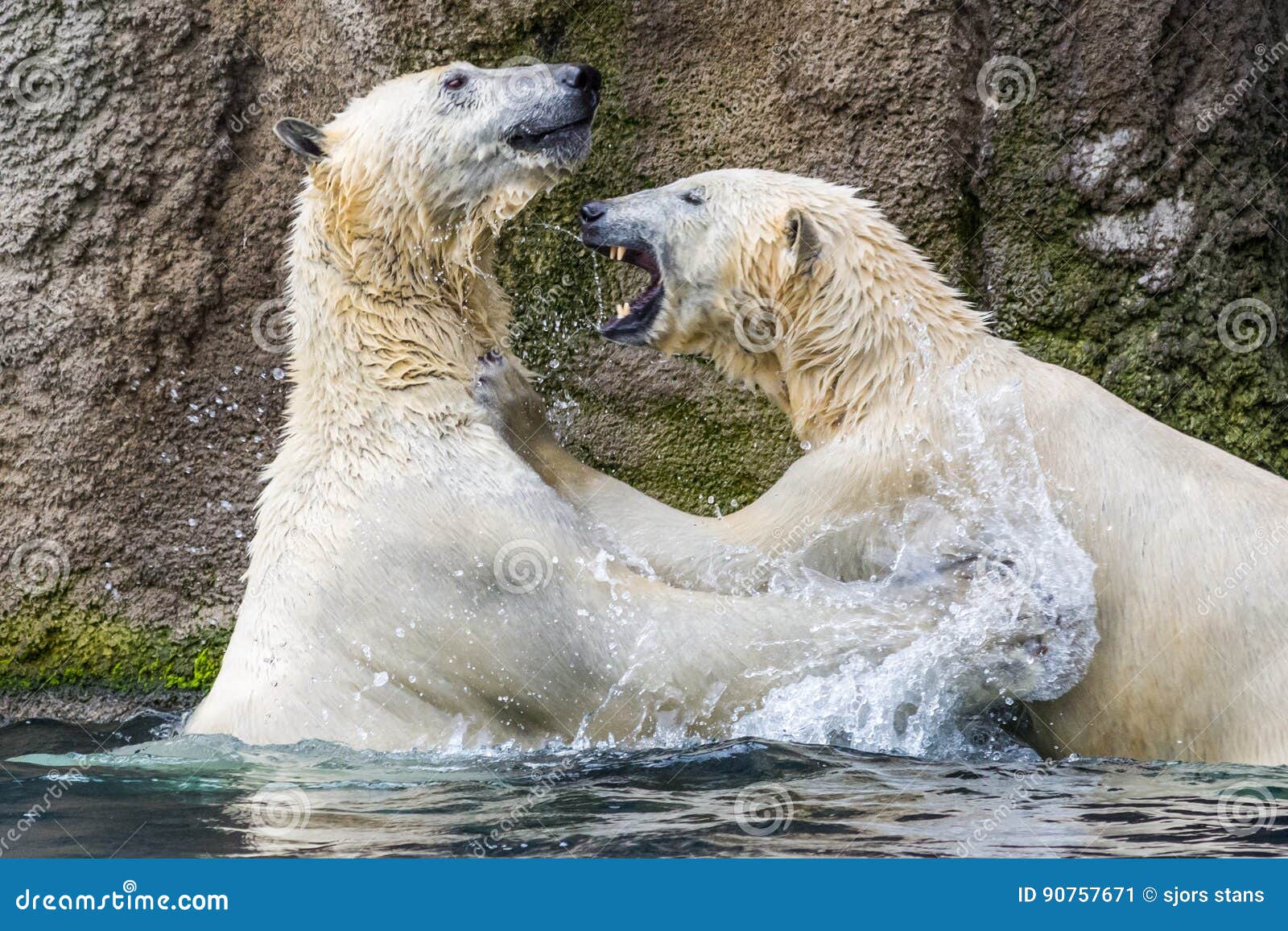Two Bears Fighting Royalty-Free Stock Image | CartoonDealer.com #56937202