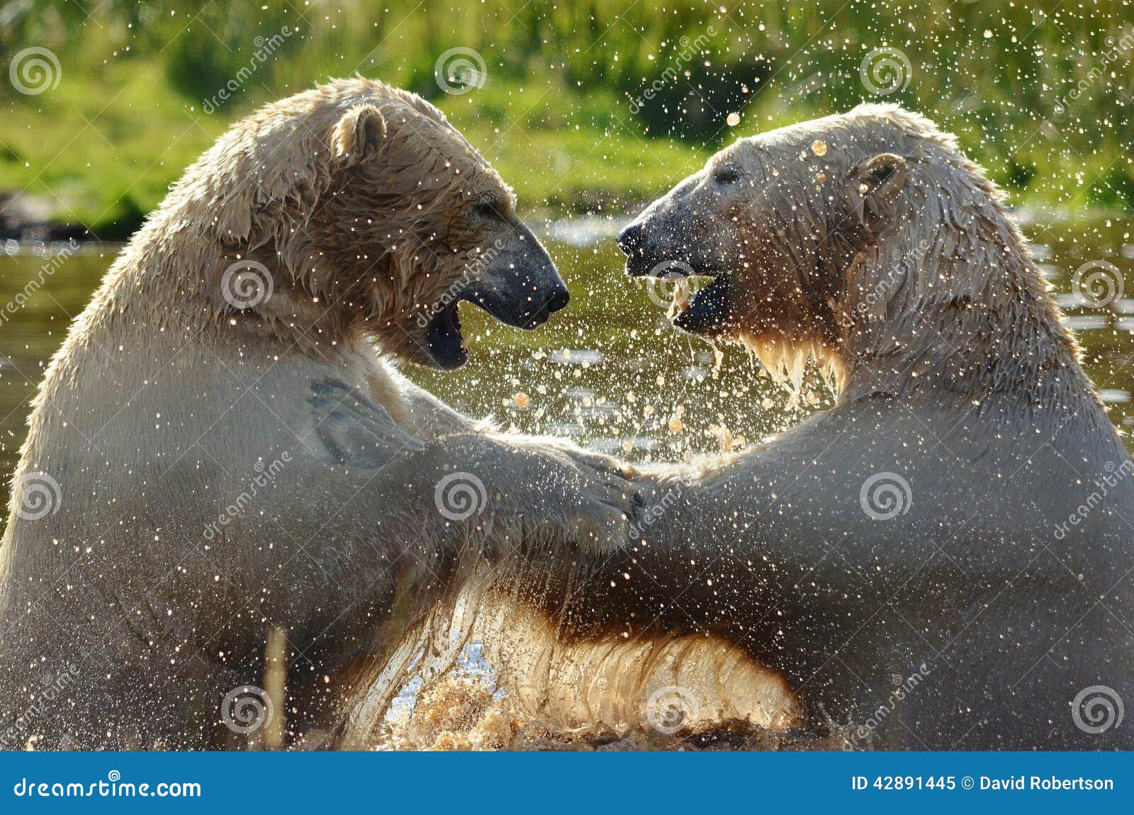 Polar Bears having fun stock image. Image of fight, kincriag - 42891445