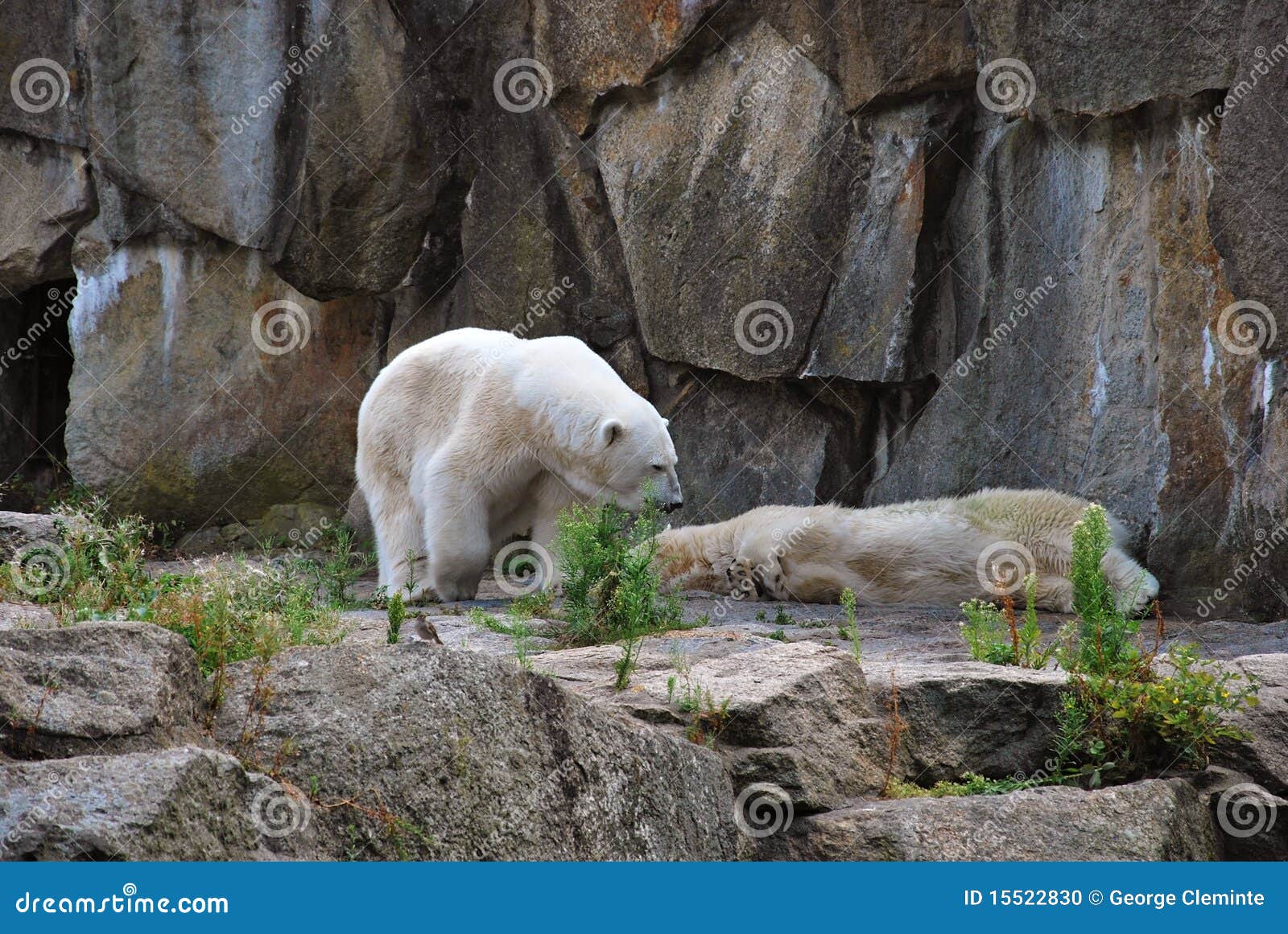 Polar Bears Outside Their Cave Stock Photo - Image of large, outdoor ...