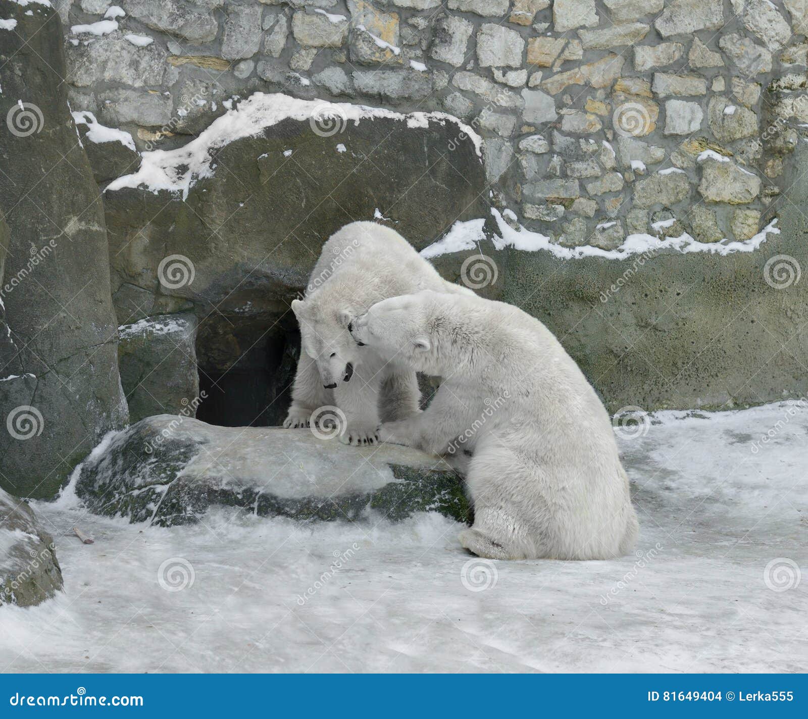 Polar bears play stock photo. Image of head, polar, play - 81649404
