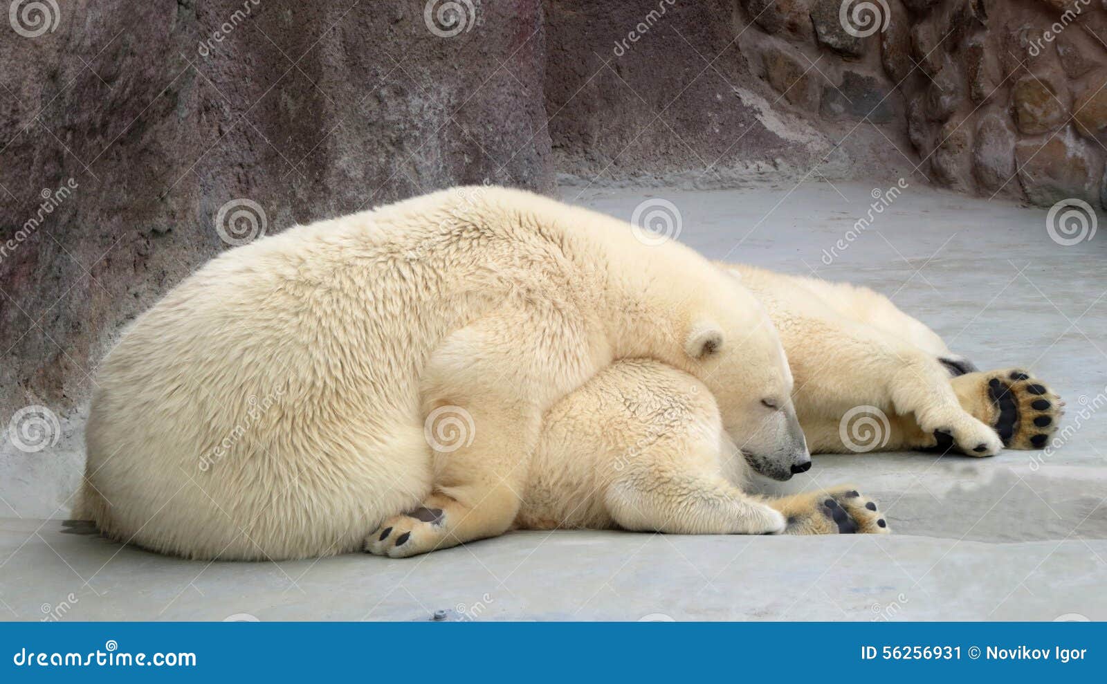 Polar bears stock image. Image of affection, polar, rest - 56256931