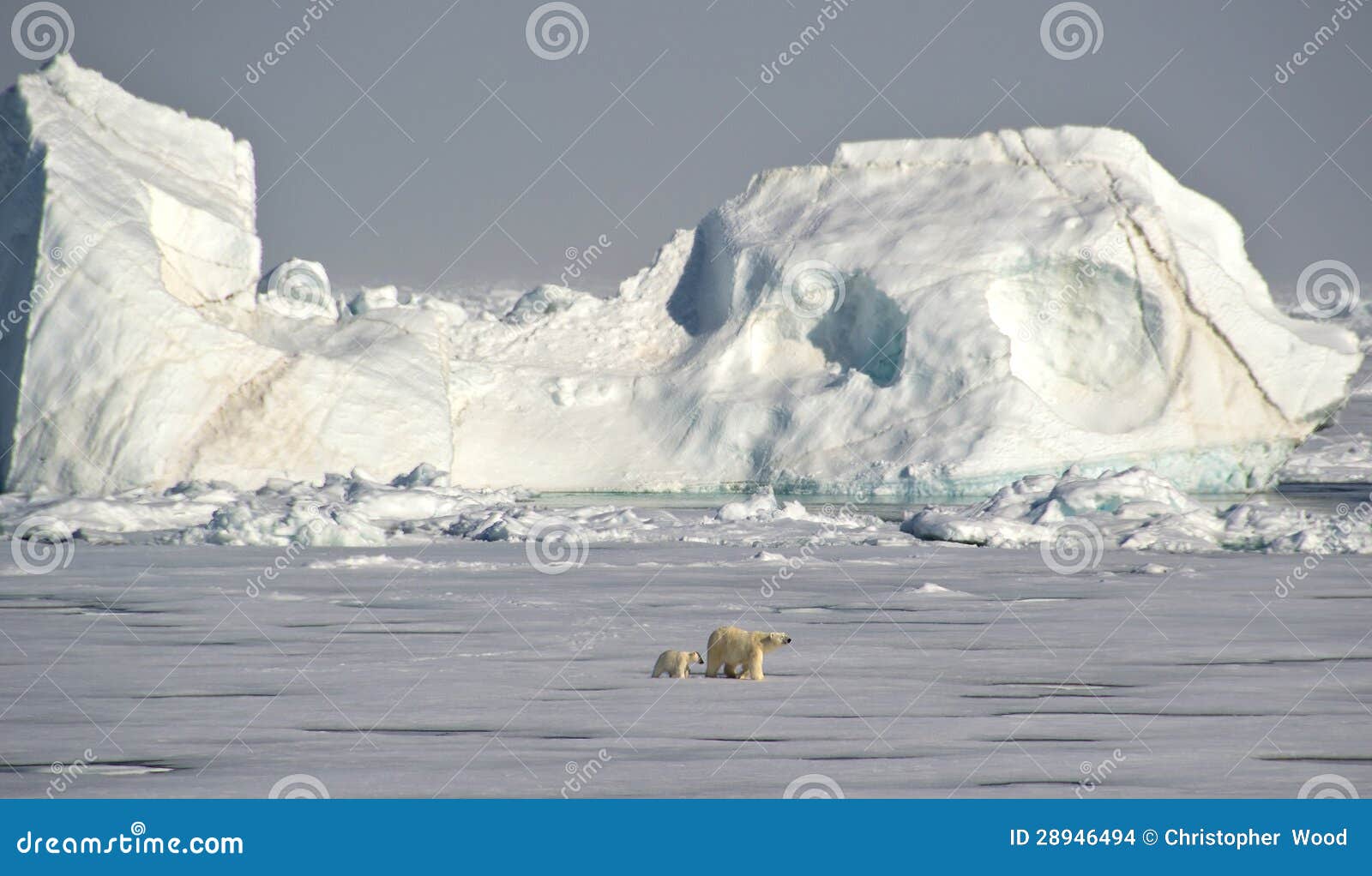 Polar Bears Under an Iceberg Stock Photo - Image of nature, endangered ...